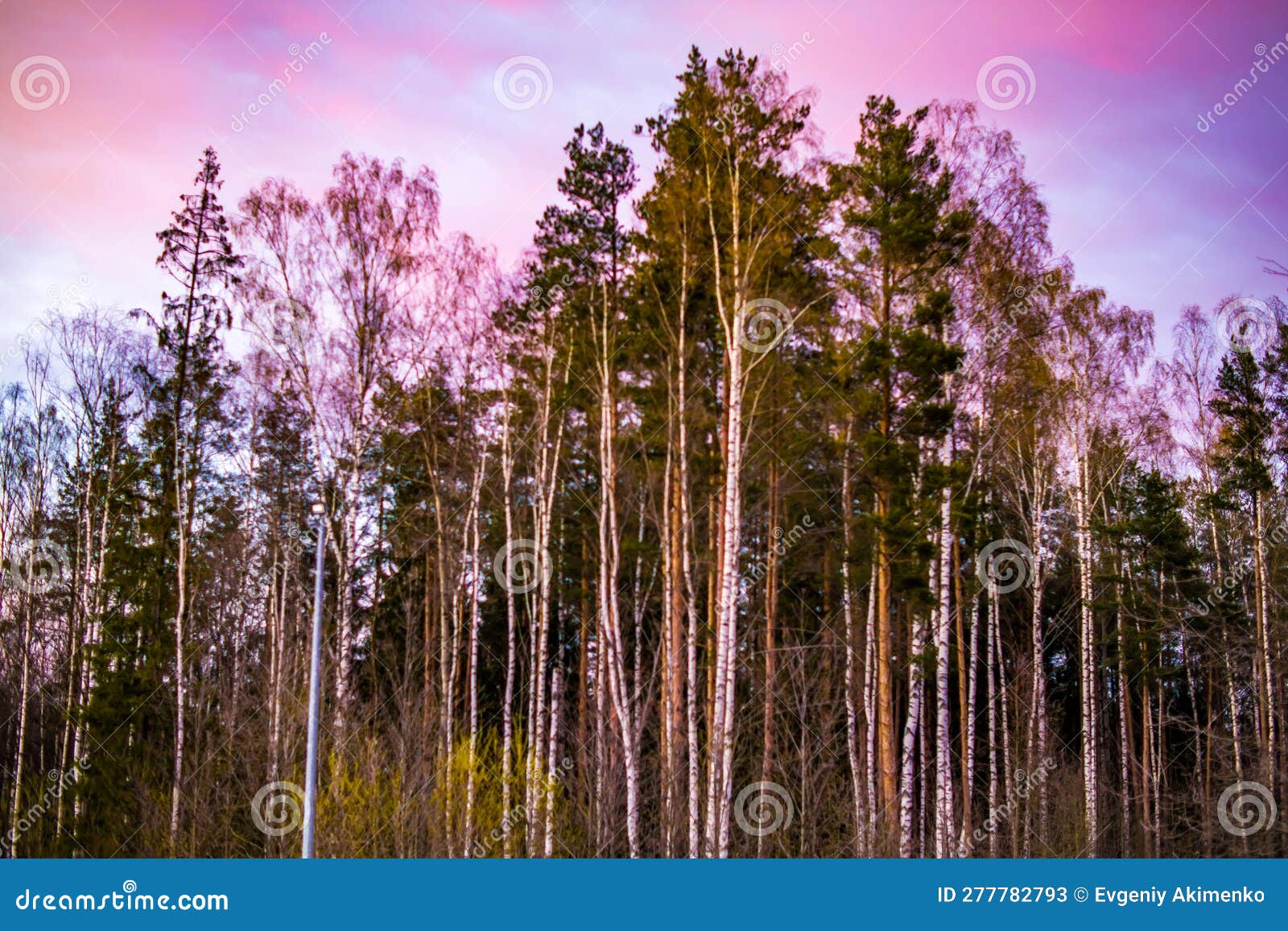 Bright Sky at Sunset in the Forest Stock Image - Image of forest ...