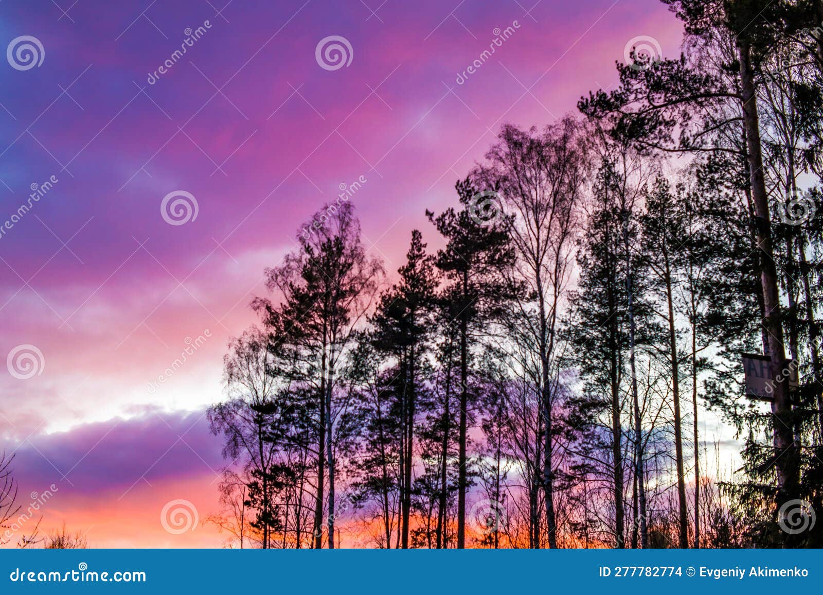 Bright Sky at Sunset in the Forest Stock Photo - Image of bright ...