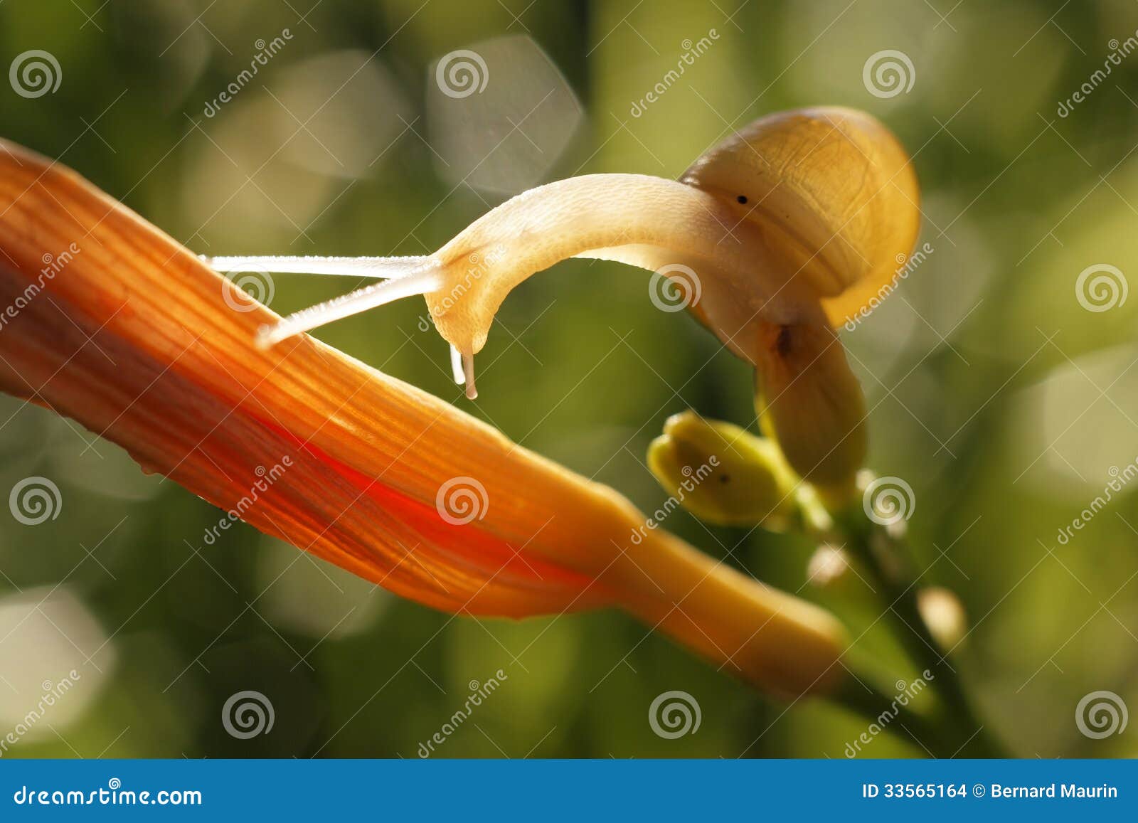 The bright snail stock photo. Image of pomatia, heliciculture - 33565164