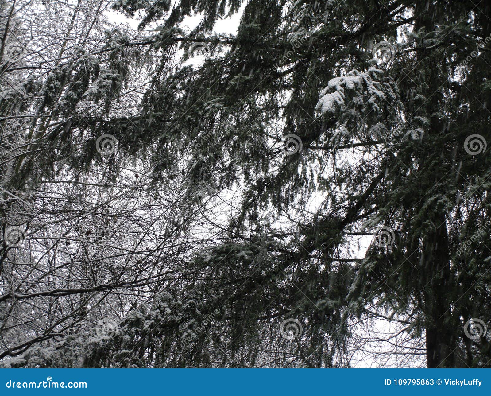 Bright Snow on Conifers and Trees on a Winter Day Stock Image - Image ...
