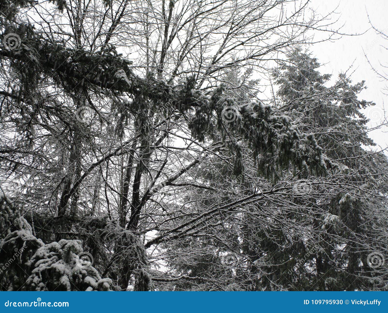 Bright Snow on Conifers and Trees on a Winter Day Stock Photo - Image ...