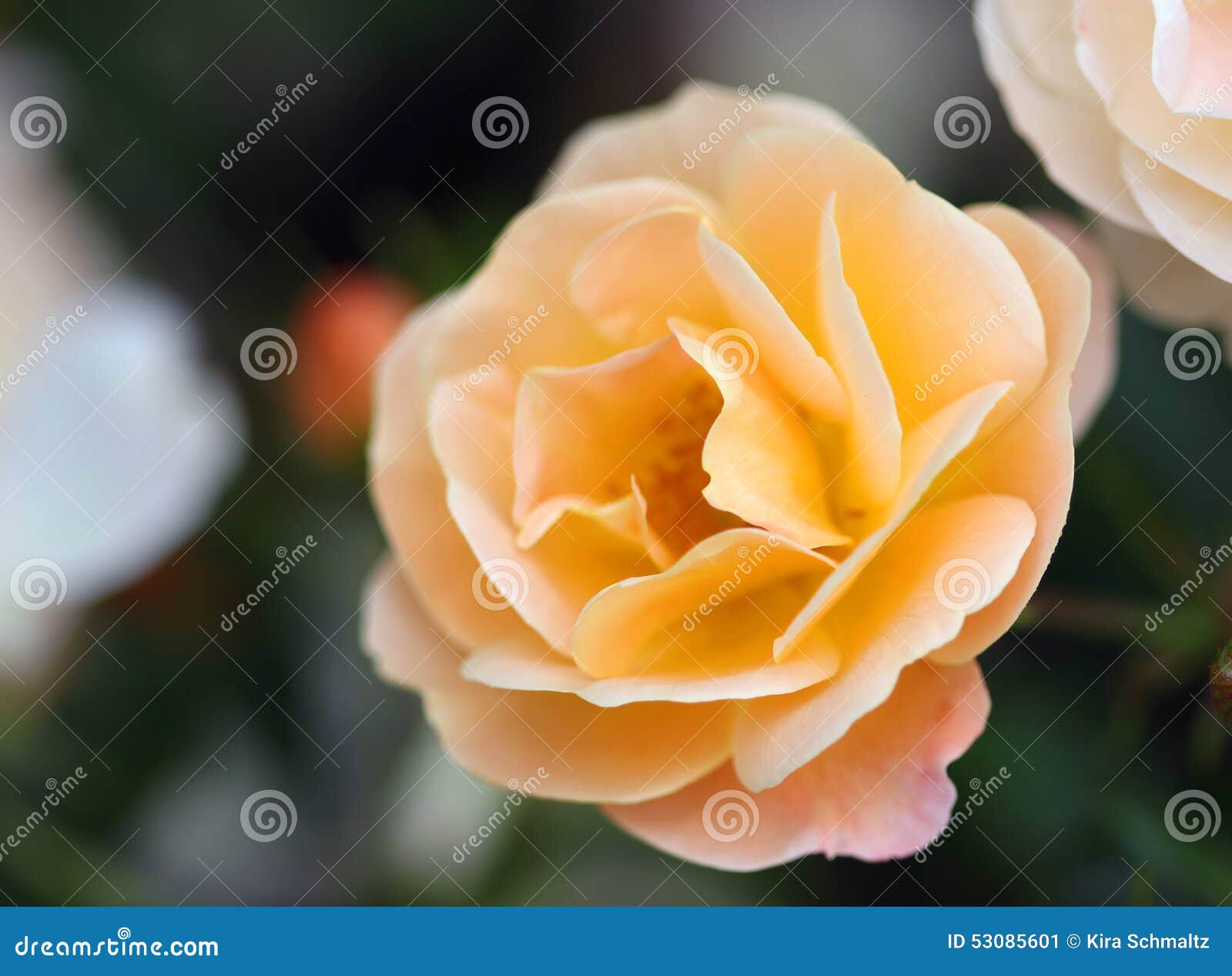The Bright Soft Rose Macro Shot Stock Image - Image of season, petal ...