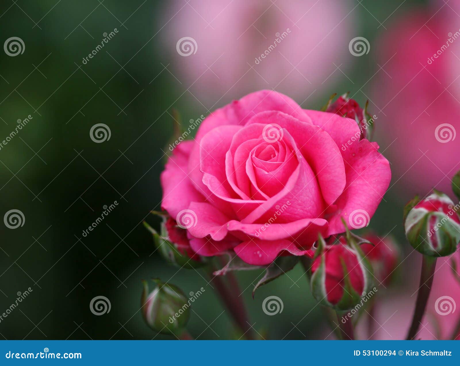 The Bright Soft Rose Macro Shot Stock Photo - Image of light, macro ...