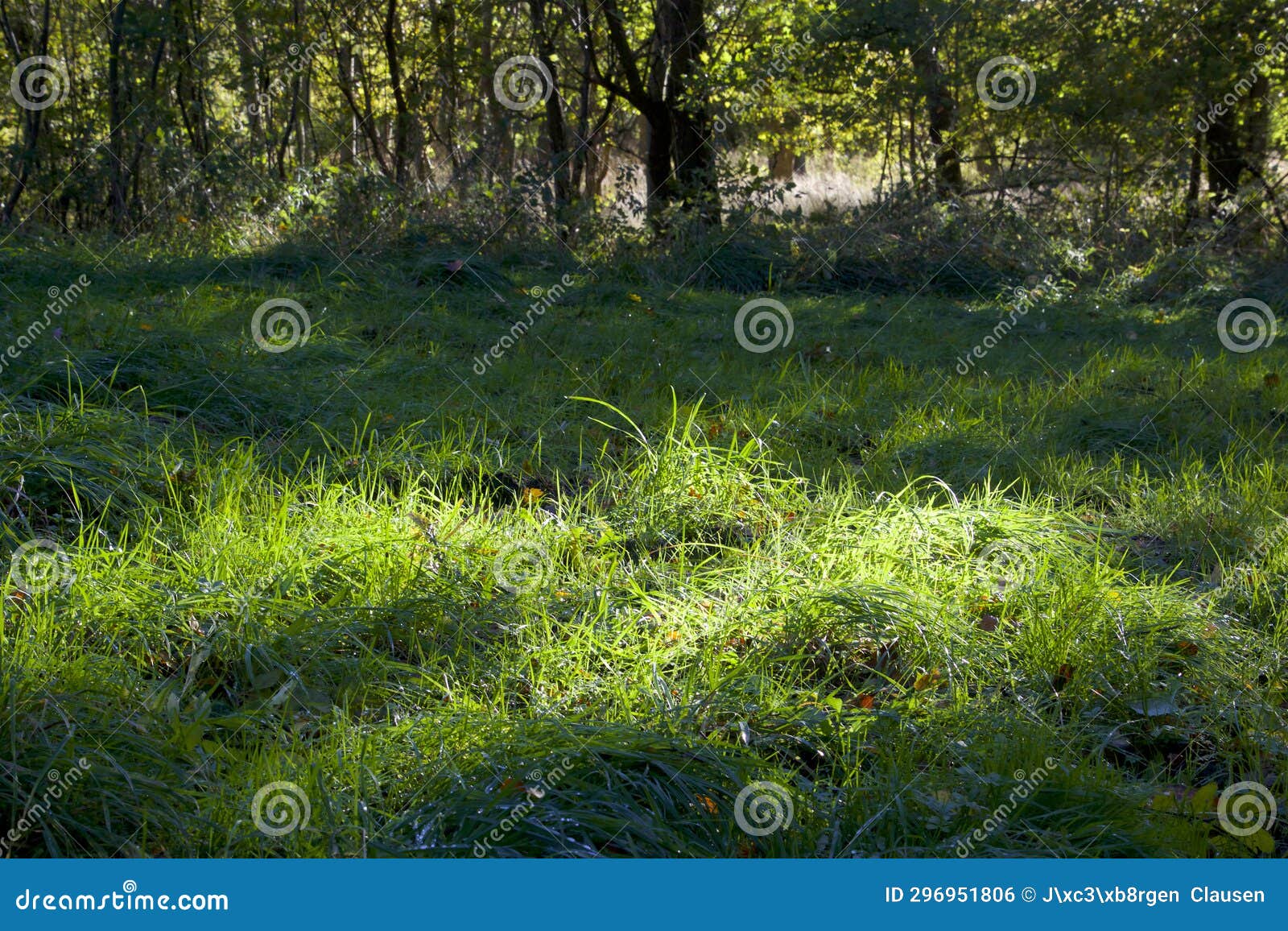 A Bright Spot in the Grass in the Forest Stock Photo - Image of autumn ...