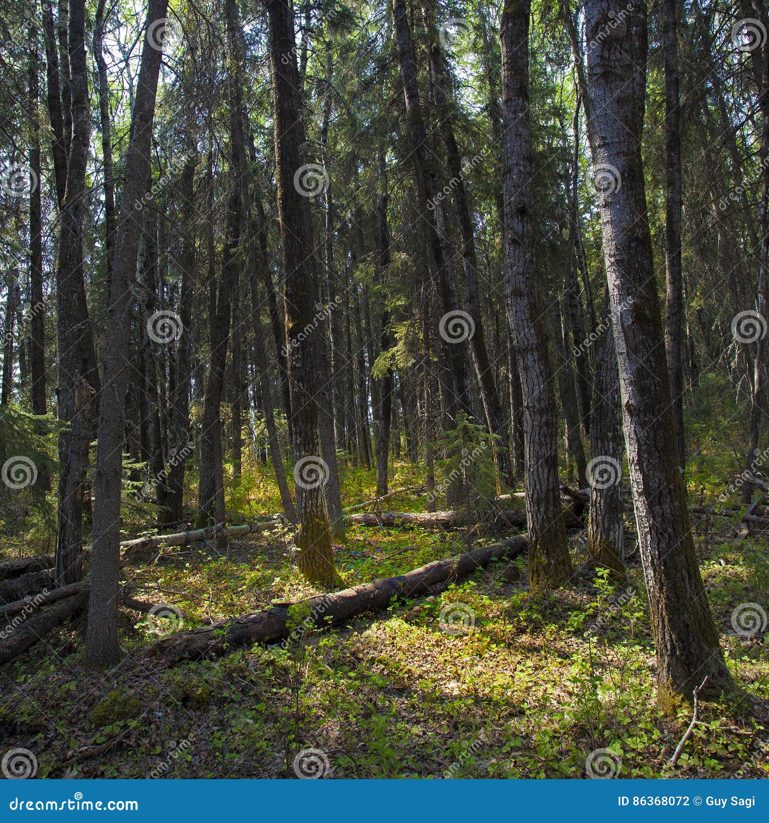 Bright Spot in a Tall Forest Stock Photo - Image of branches, dirt ...