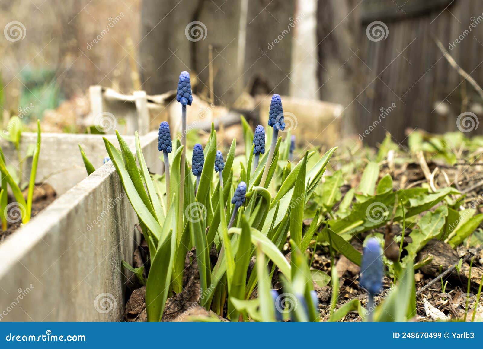 Bright Spring Blue Garden Flowers in Early Spring Stock Image - Image ...