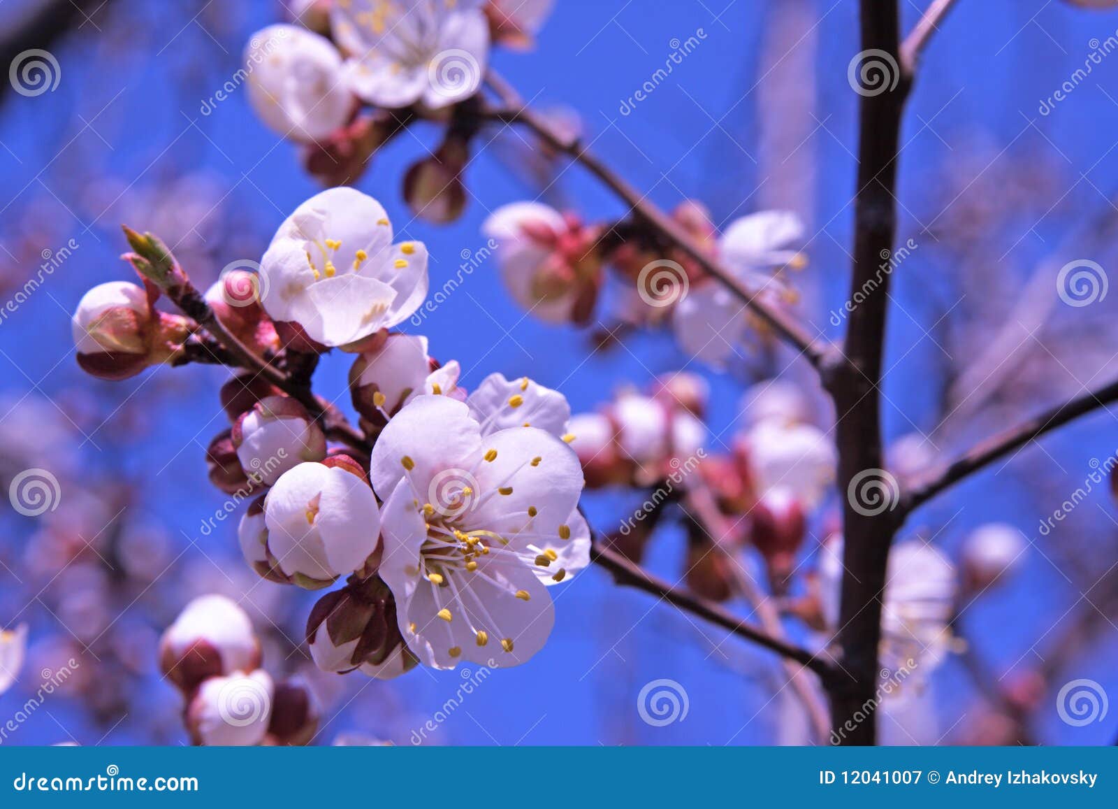 Bright spring flowers stock image. Image of background - 12041007