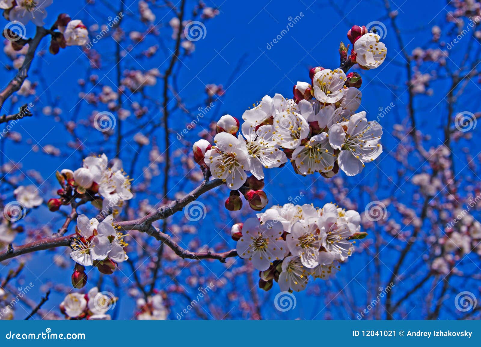 Bright spring flowers stock image. Image of white, solar - 12041021