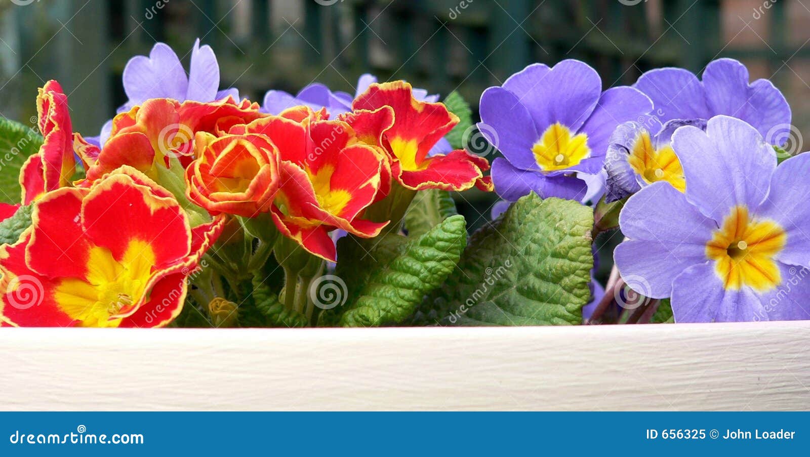 Bright Spring flowers. stock image. Image of spring, leaves - 656325