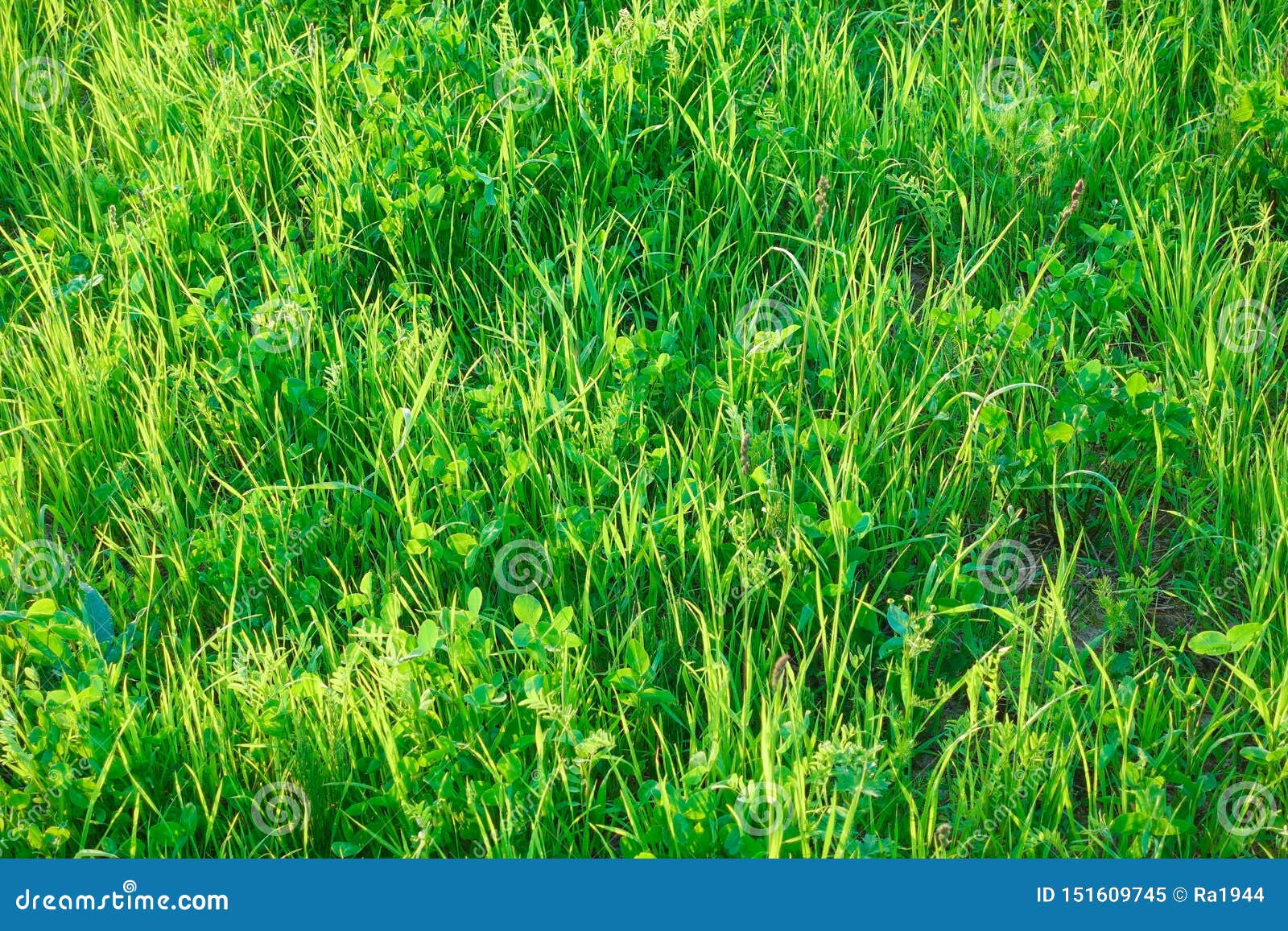 Bright Spring Green Trees Nature Landscape Stock Image - Image of lush ...