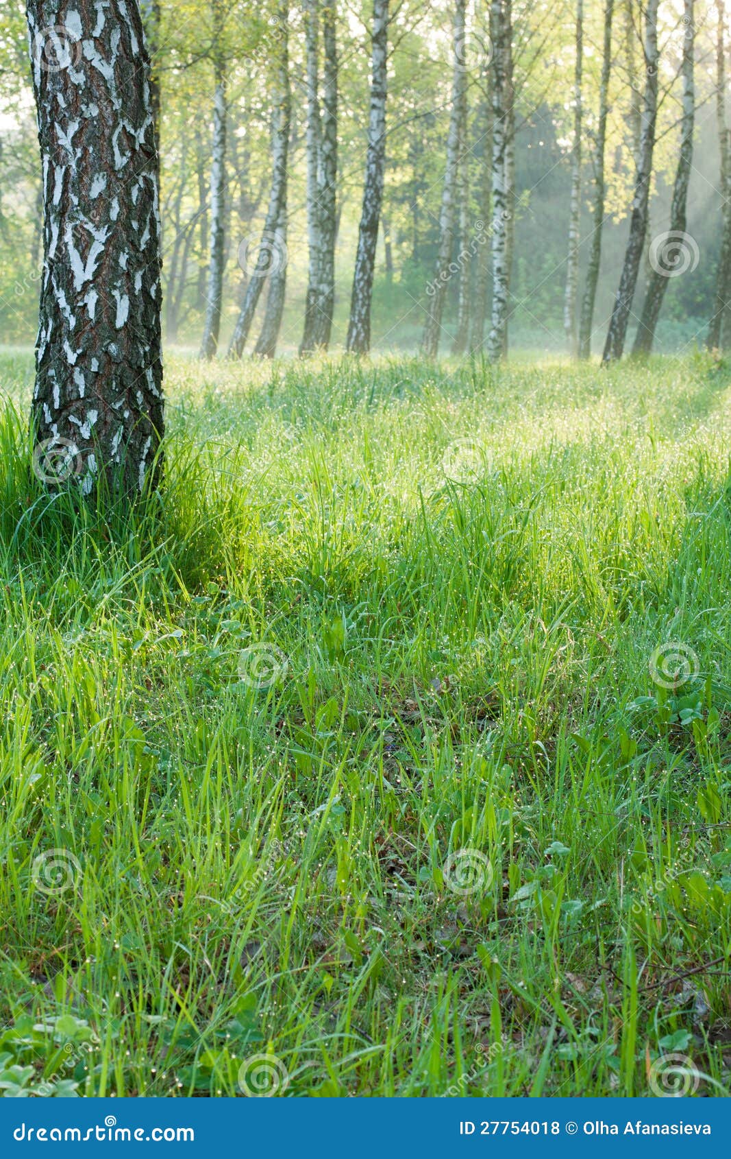 Bright Spring Morning in a Birch Forest Stock Photo - Image of ...