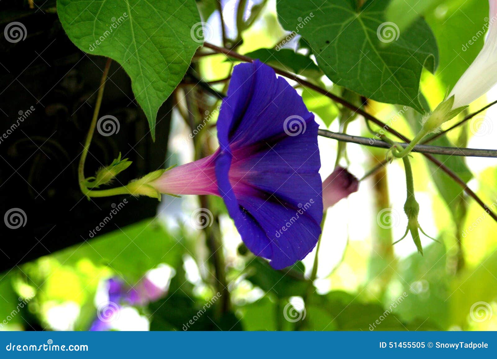 Bright Spring Morning Glory Stock Image - Image of vine, morningglory ...