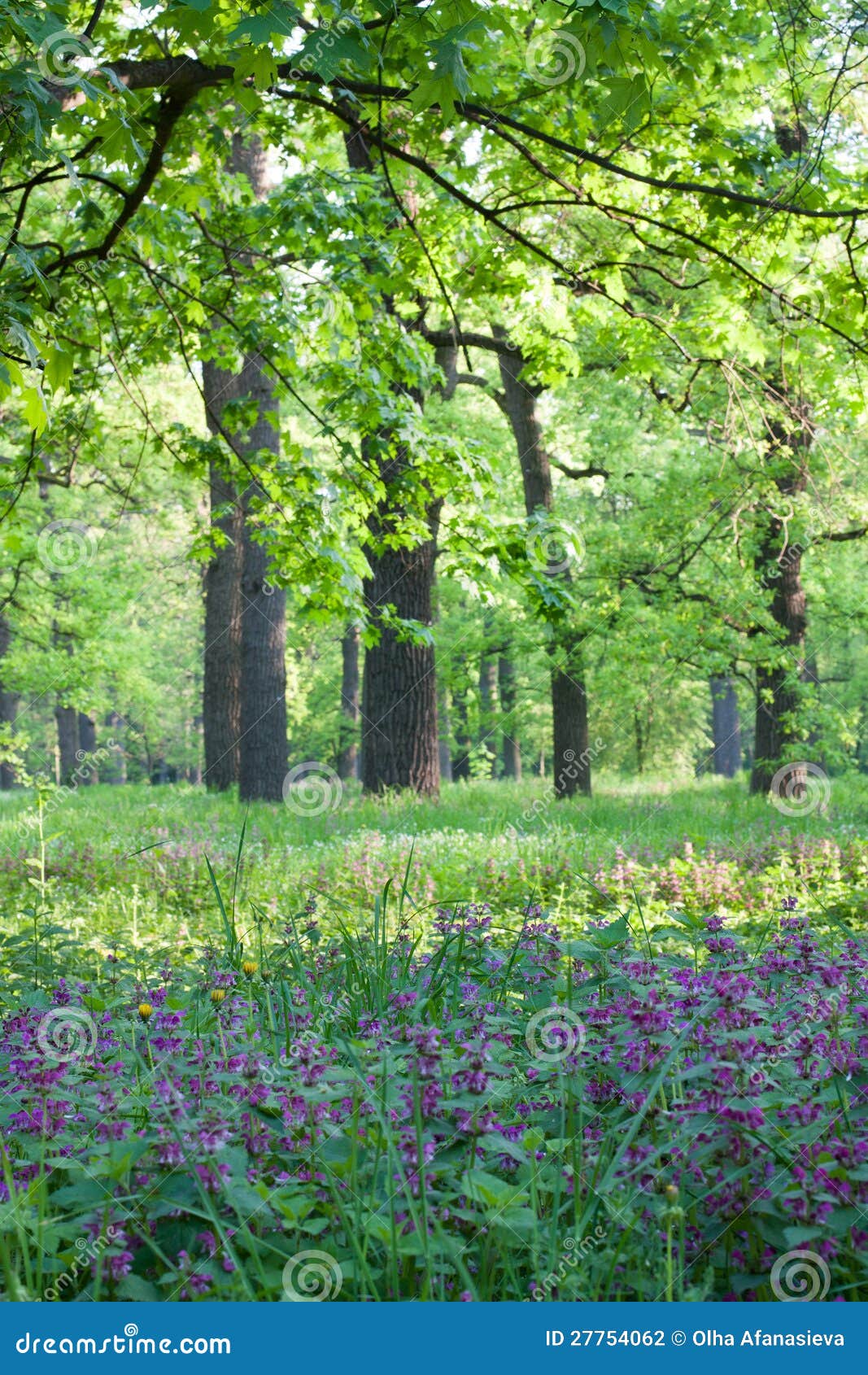 Bright Spring Morning in Oak Forest Stock Photo - Image of rural ...