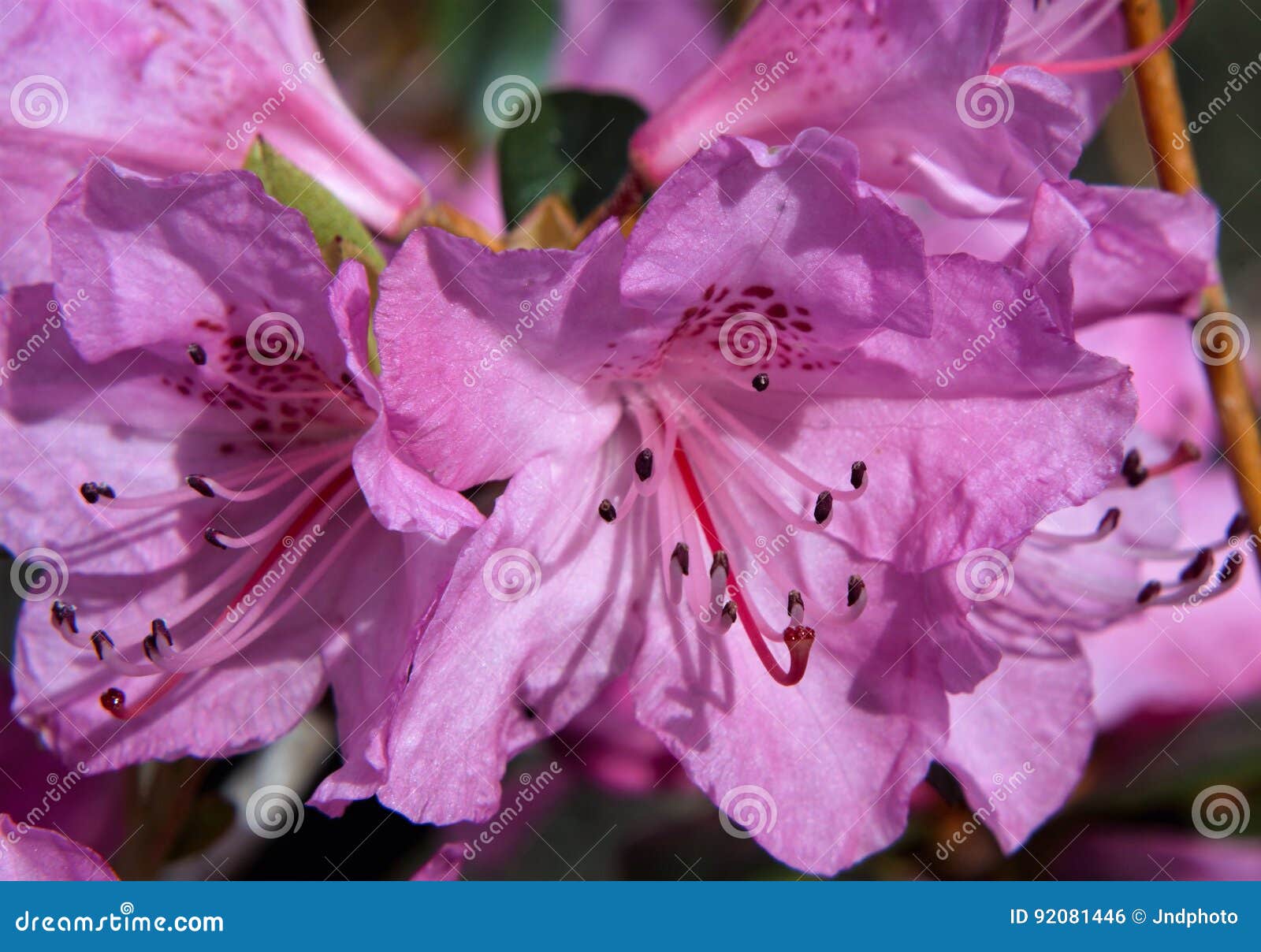 Bright Spring Pink Flowers with Red Marks Stock Photo - Image of ...