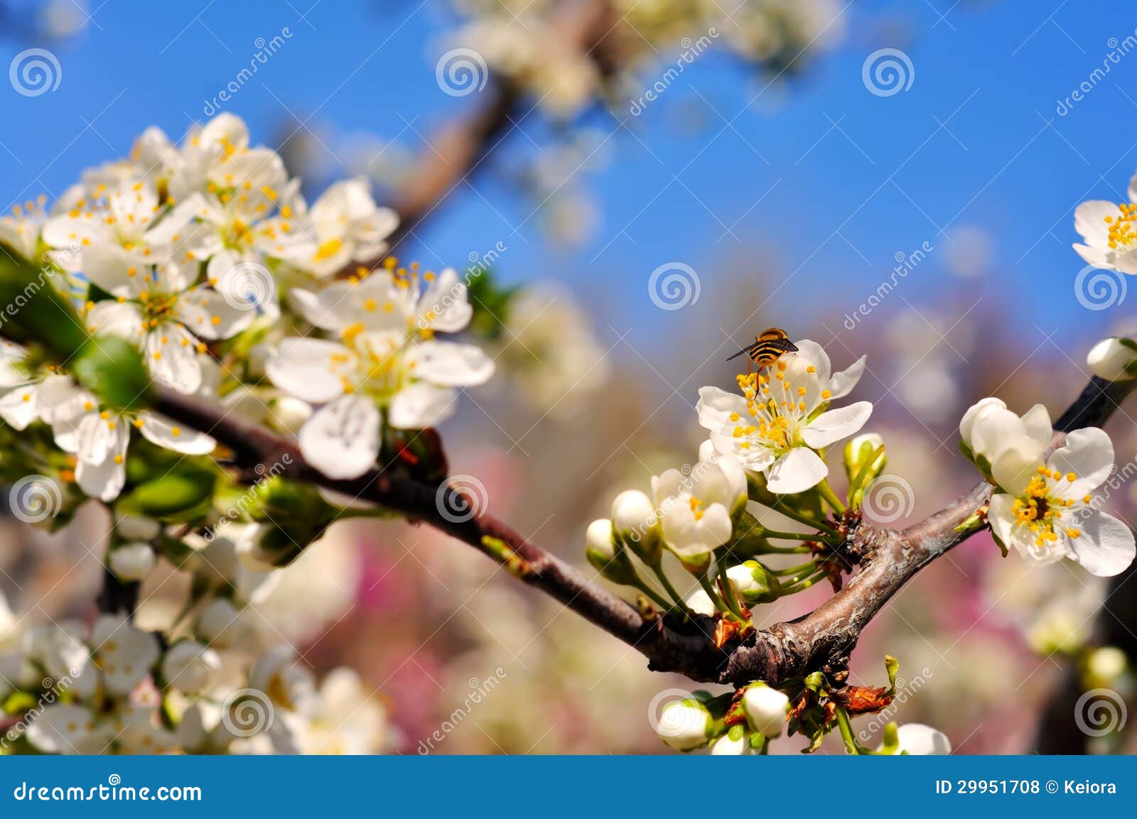 Bright Spring Sunny Background Stock Photo - Image of bloom, insect ...