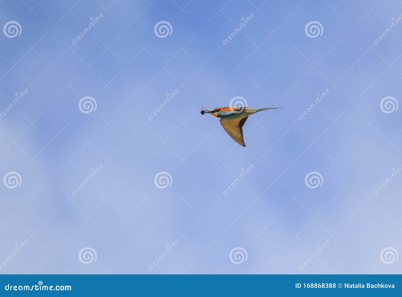 Squint Bird Flies on the Blue Sky Background with a Bee in the Sky Beak ...