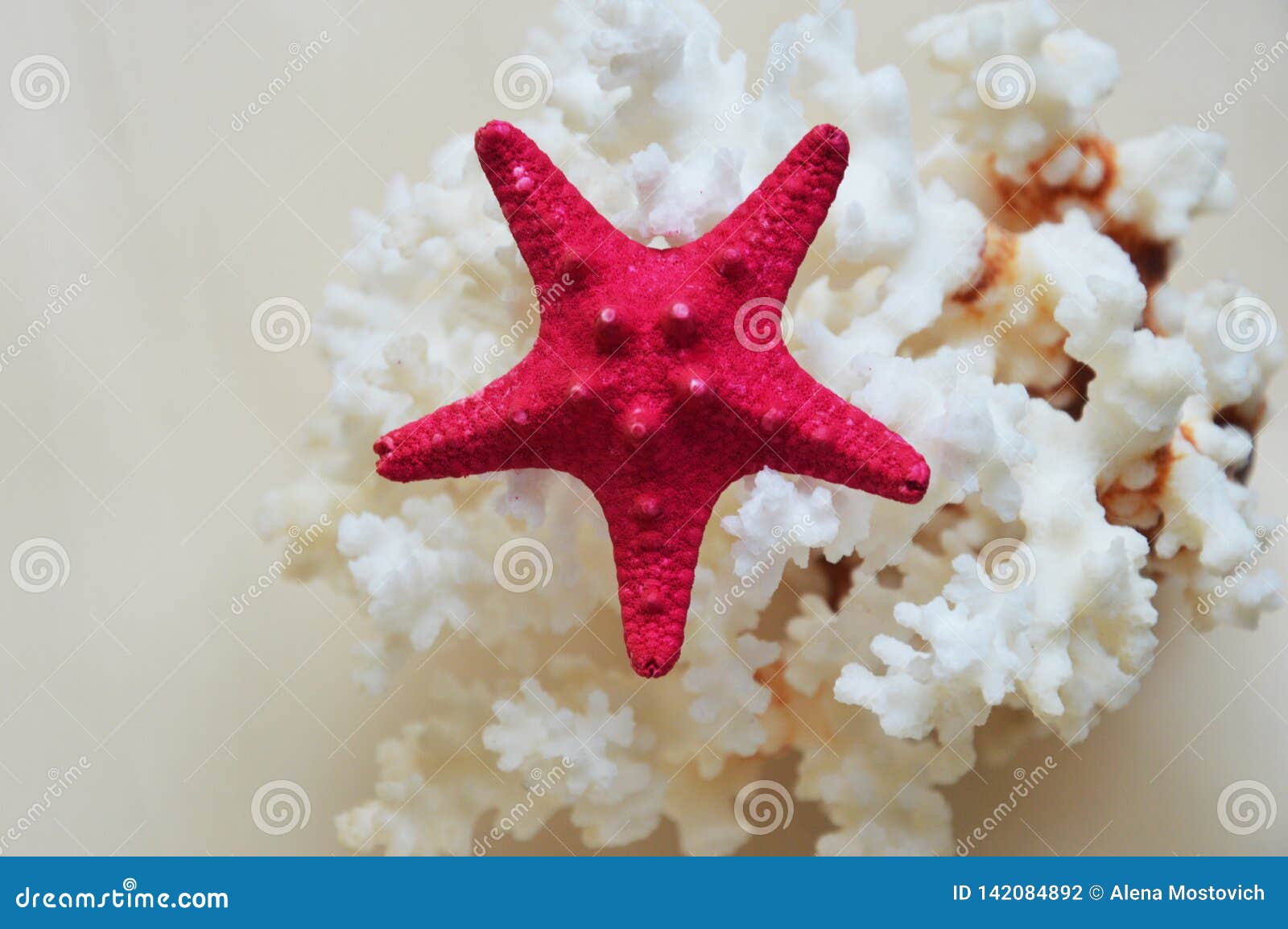 Bright starfish on coral stock photo. Image of dress - 142084892