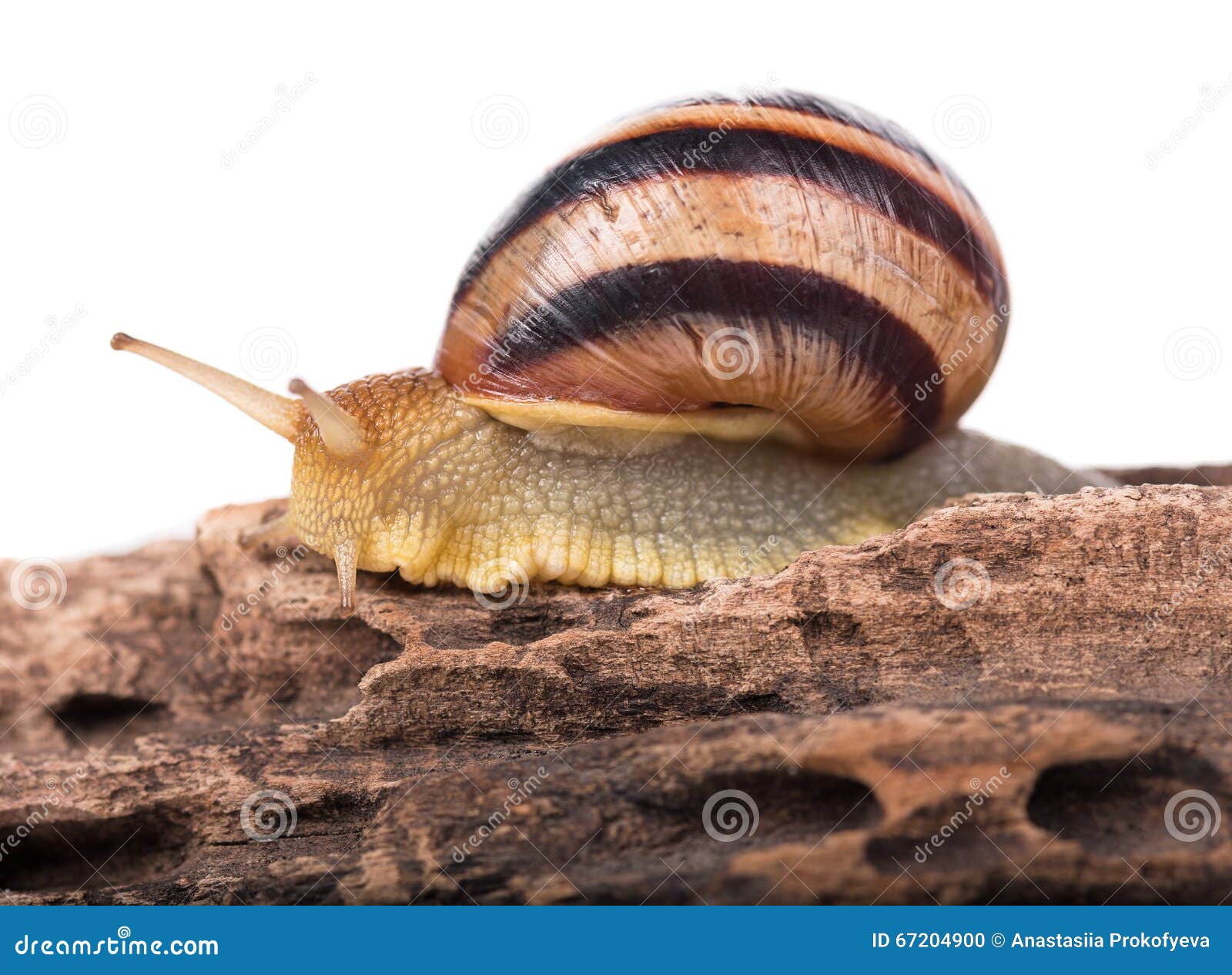 Bright striped snail stock photo. Image of food, movement - 67204900