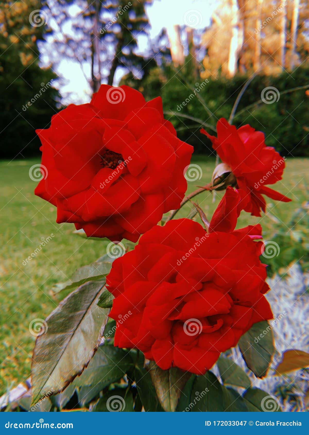 Roses stock image. Image of bright, roses, colors, summer - 172033047