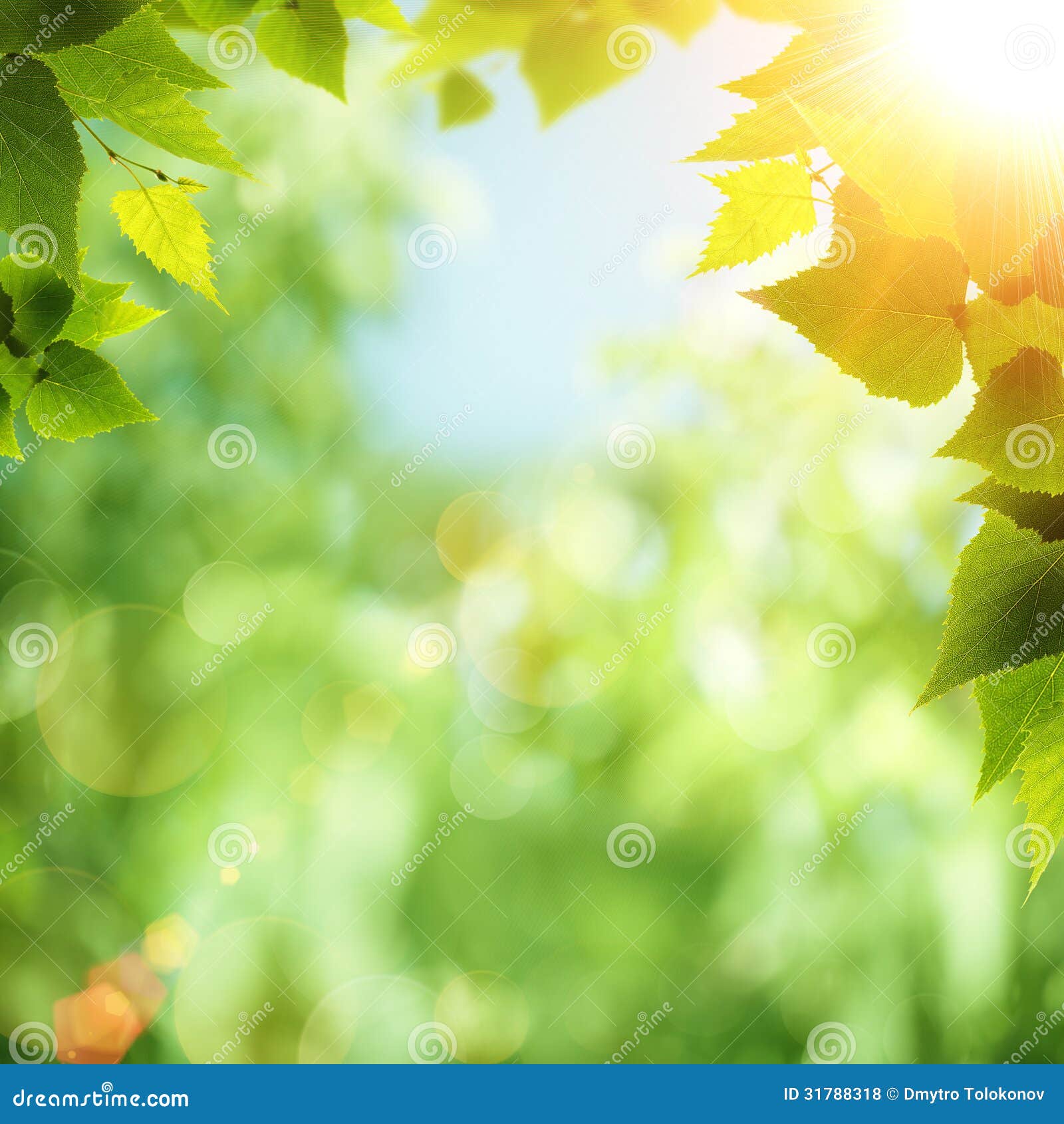 Bright Summer Day in the Forest Stock Photo - Image of lawn, background ...