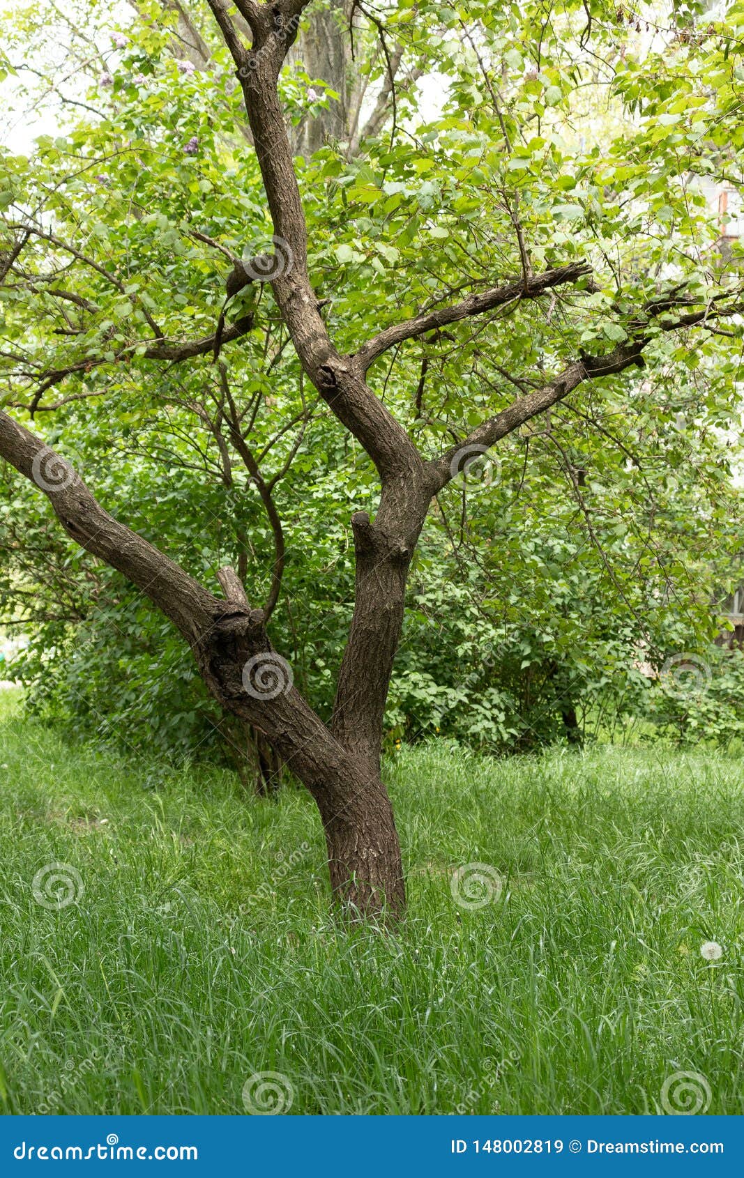 Summer tree in the park stock image. Image of branches - 148002819