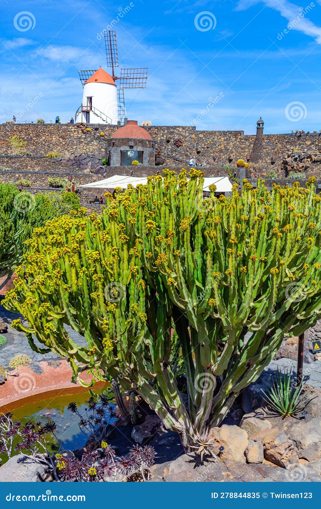 Bright Summer Picture with a Green Cactus in the Foreground. a Cafe ...