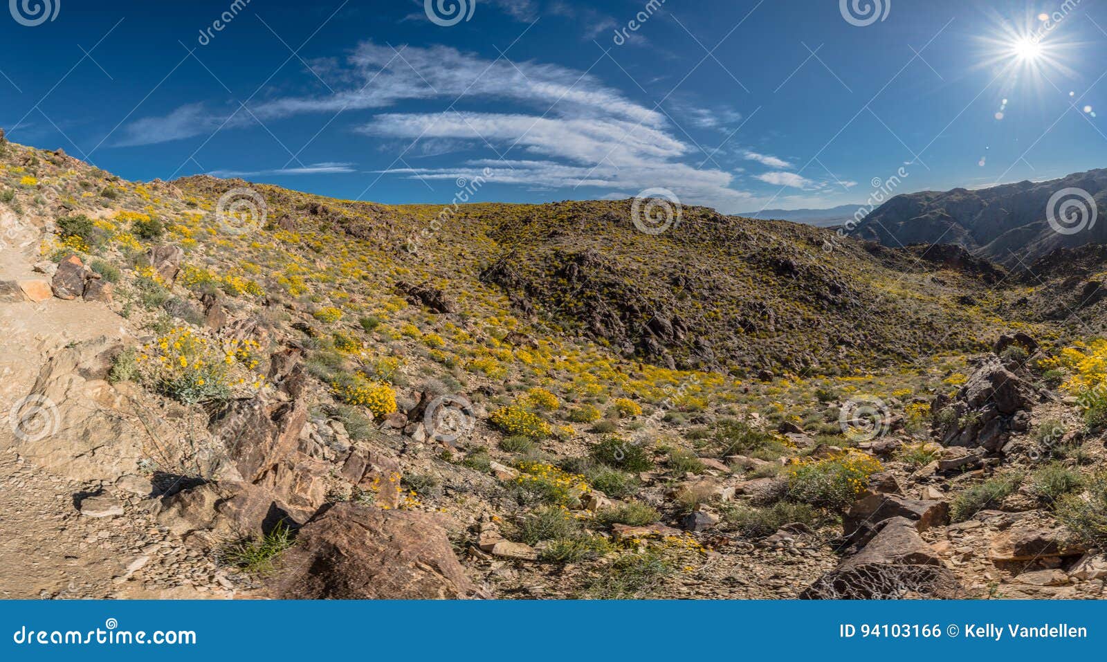 Bright Sun Burst Above Desert Bloom Stock Photo - Image of fortynine ...