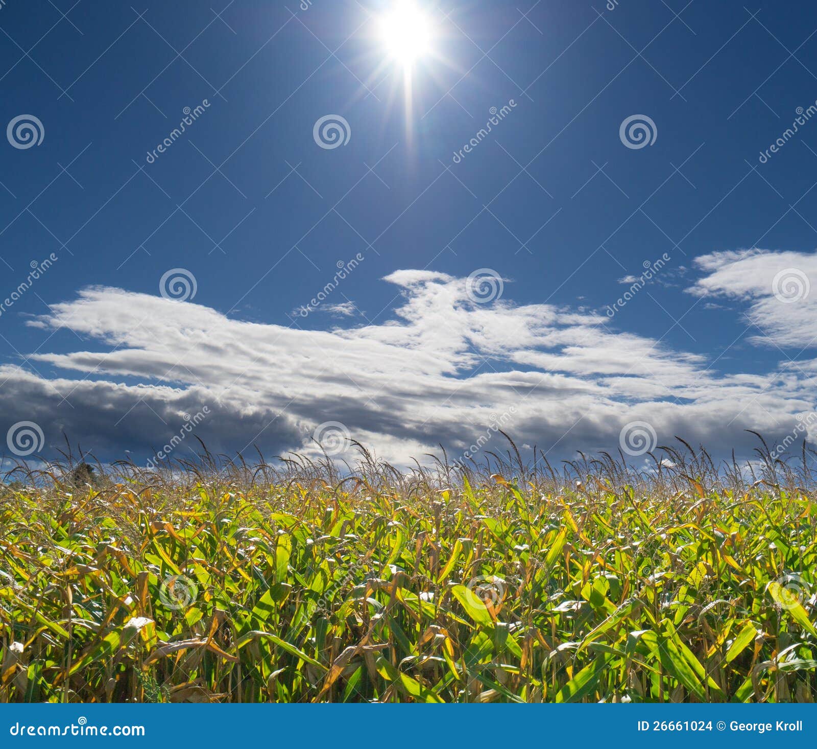Bright Sun and Clouds Over Corn Field Stock Photo - Image of clouded ...