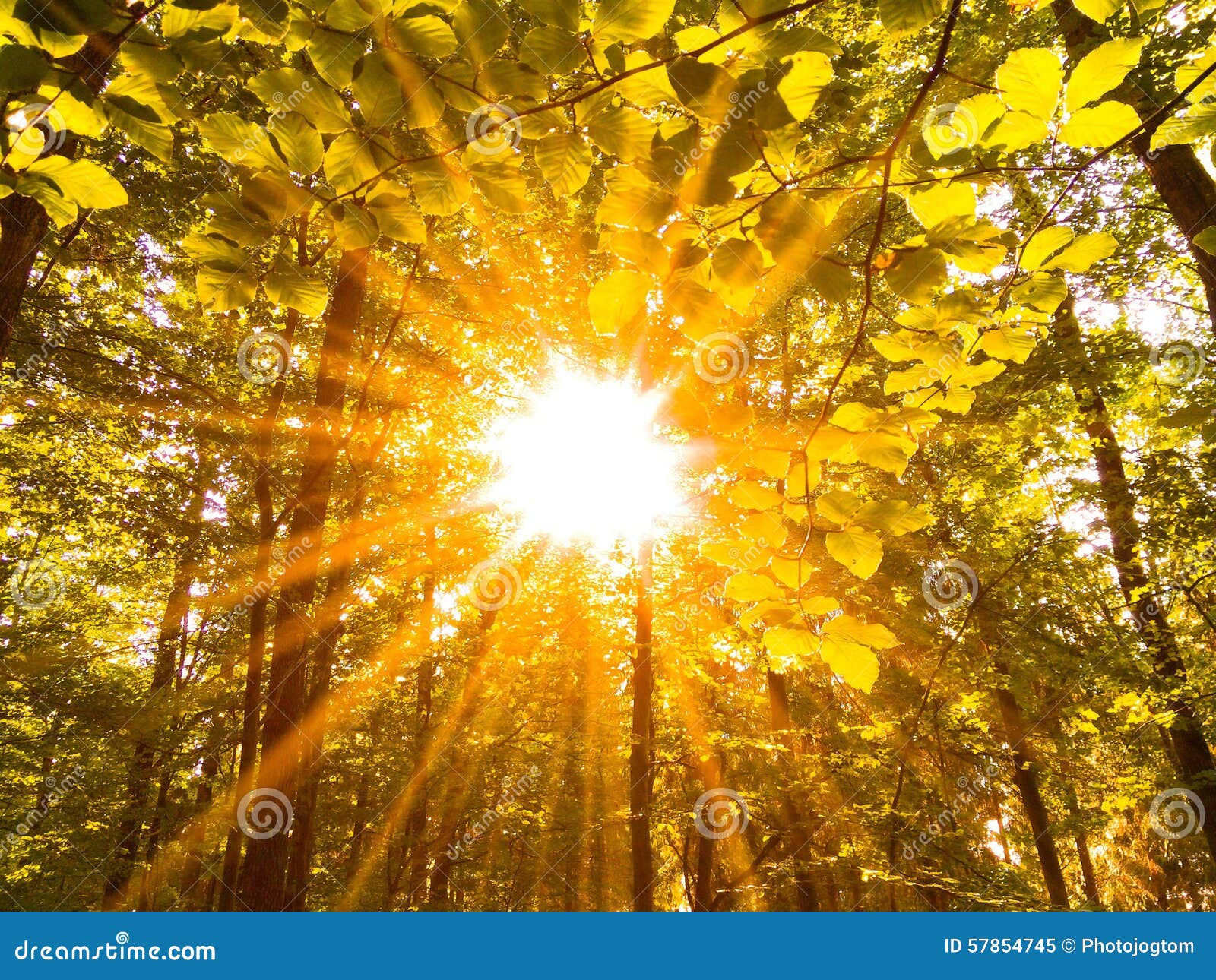 Bright sun in forest stock image. Image of background - 57854745