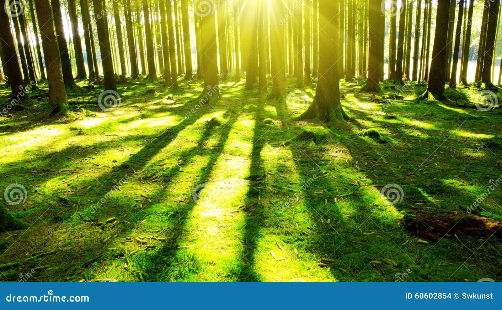 Bright sun in the forest . stock photo. Image of plant - 60602854