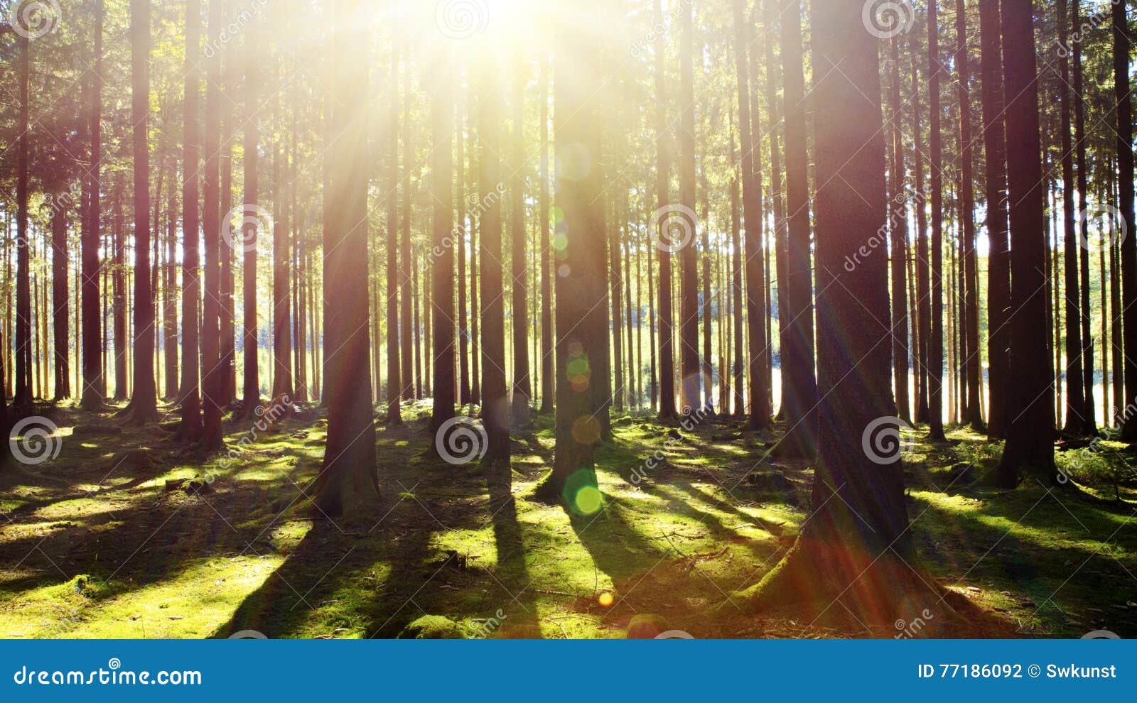 Bright sun in the forest . stock photo. Image of plant - 77186092
