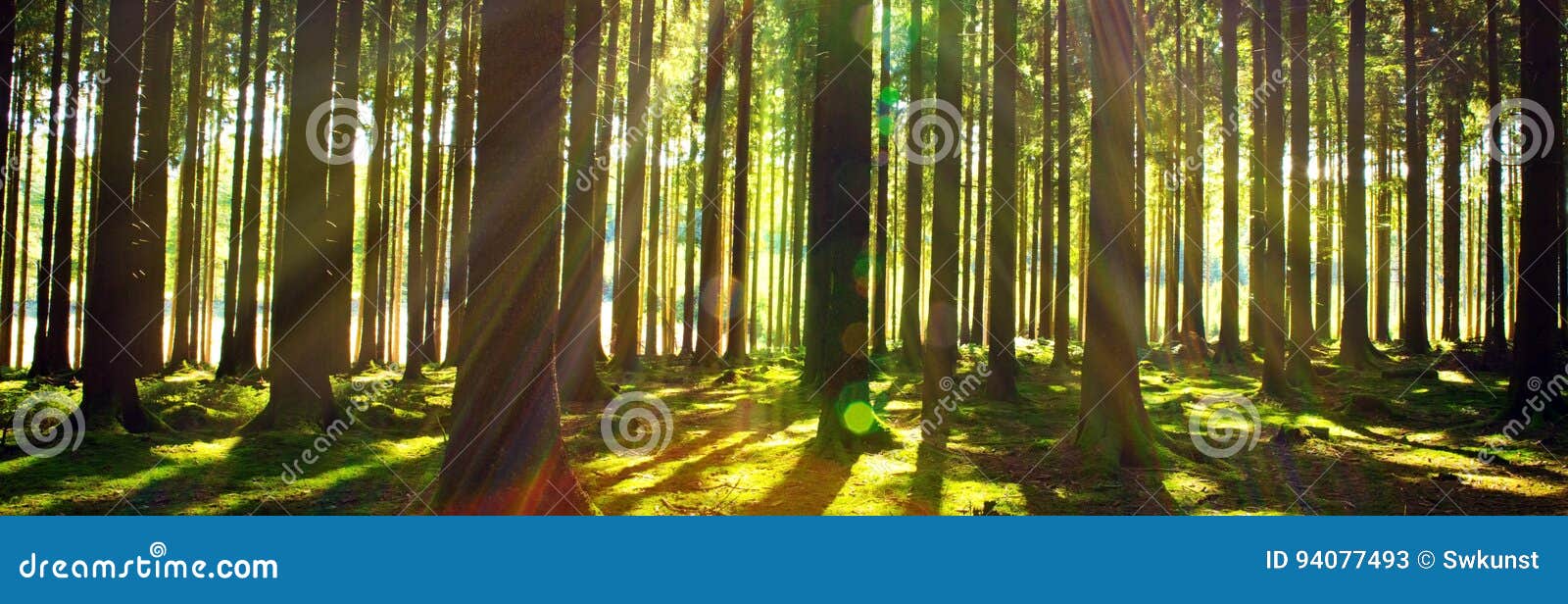 Bright sun in the forest . stock image. Image of beam - 94077493