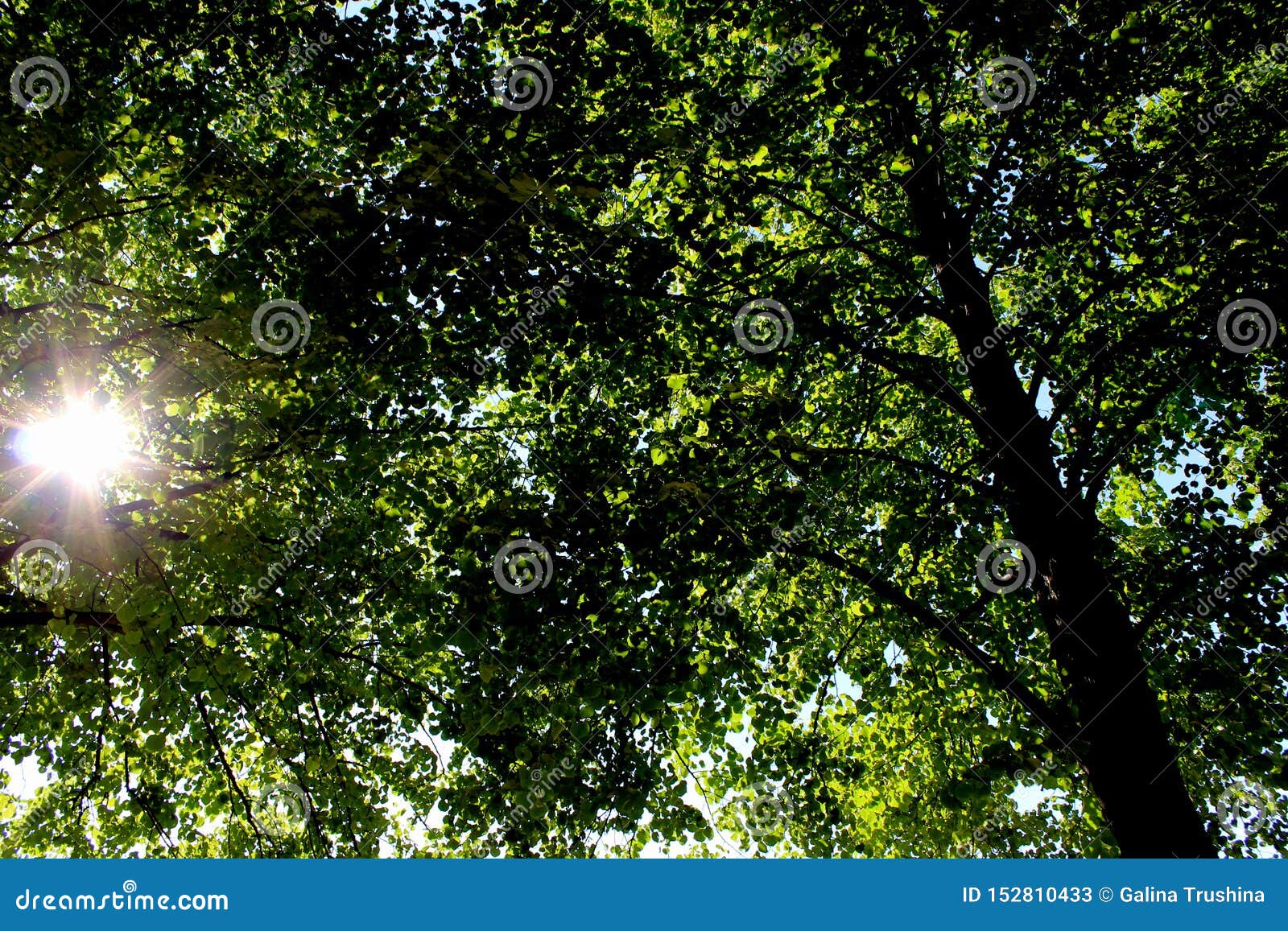 Bright Sun among Green Tree Branches, Blue Sky Stock Image - Image of ...