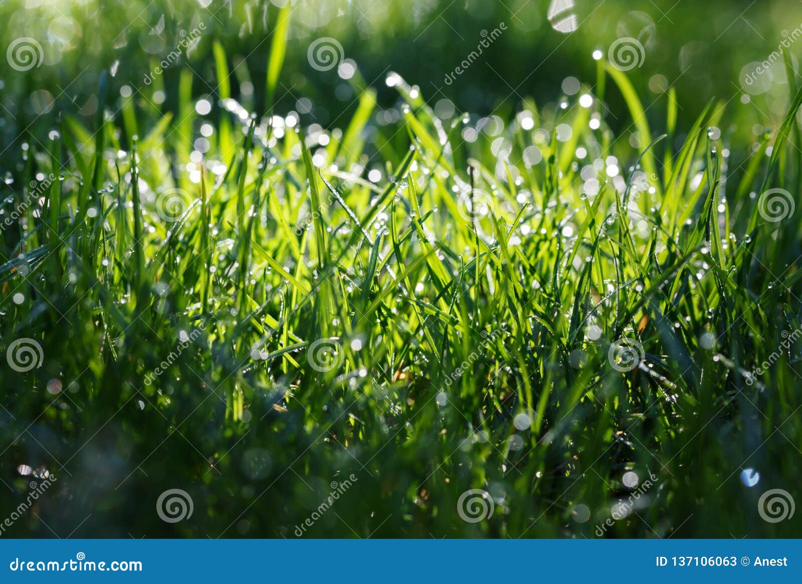 Bright sun light on grass stock image. Image of lawn - 137106063