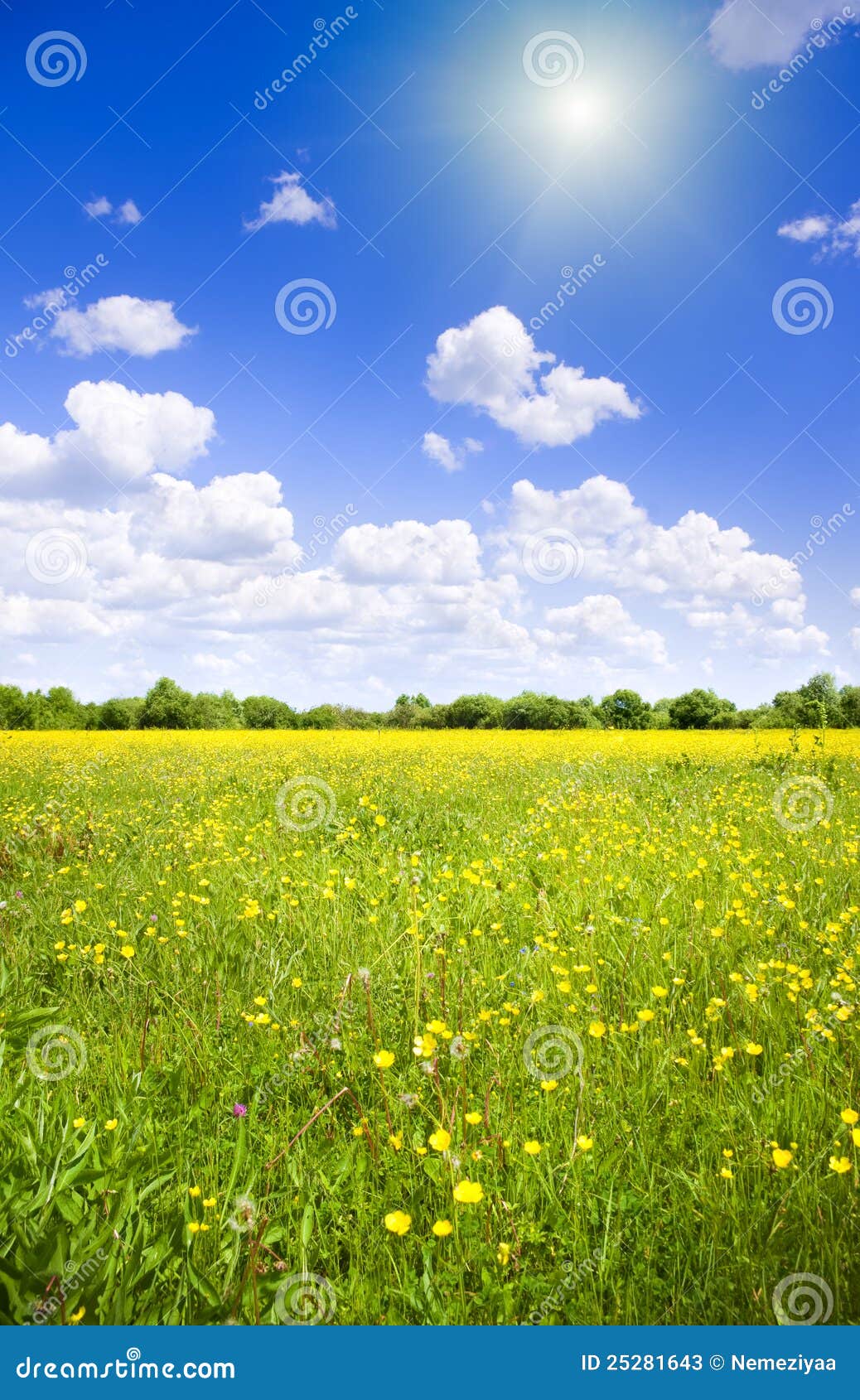 Bright Sun Over Flower Meadow. Stock Image - Image of beauty, grass ...