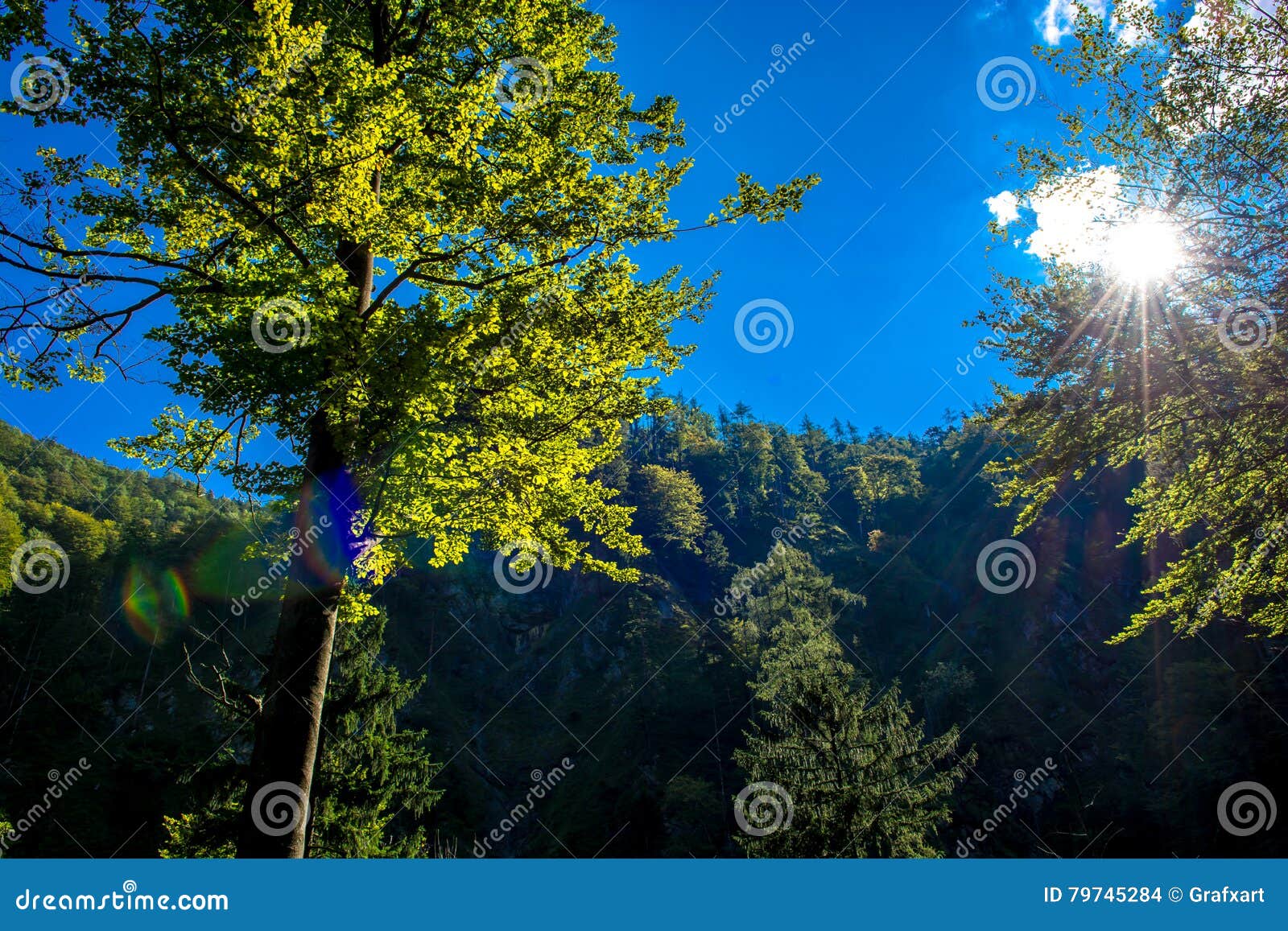 Bright Sun Over Mountain Forest Stock Photo - Image of crown, plant ...