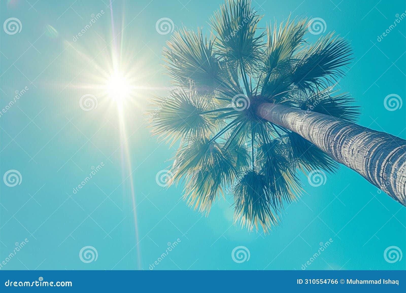 Bright Sun Over a Palm Tree, a Tropical Plant in Paradise Stock ...