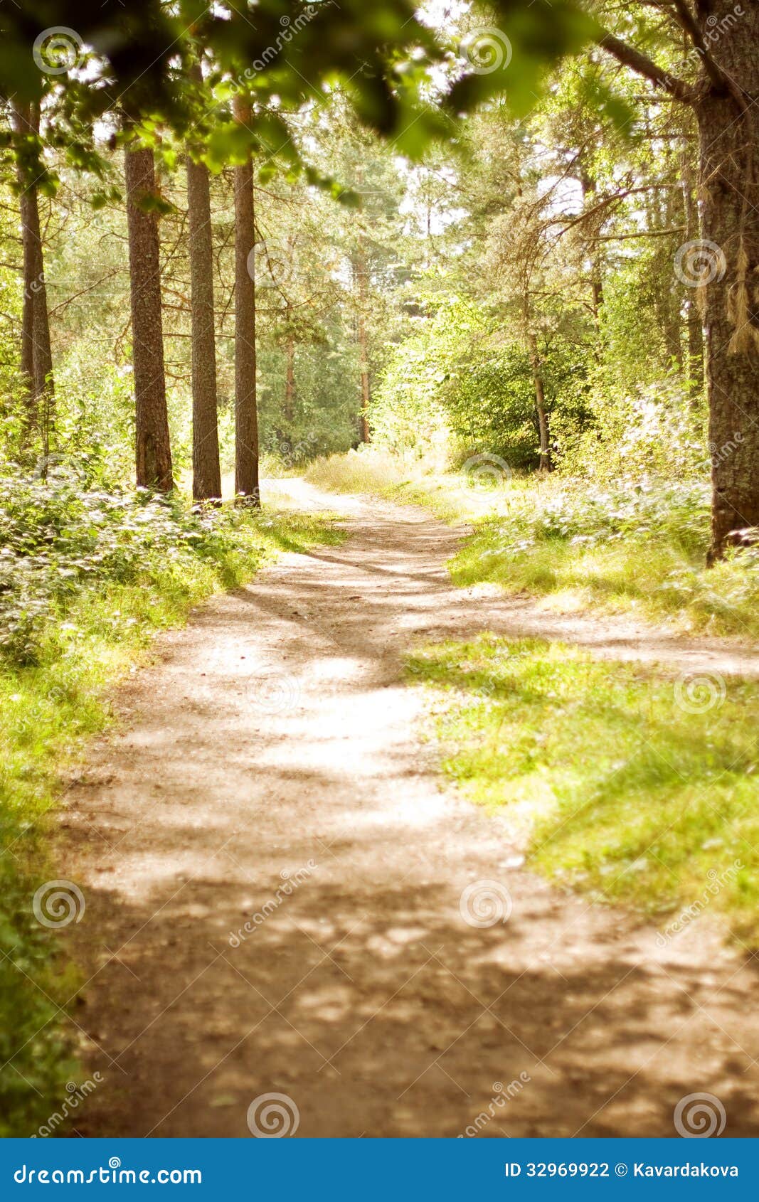Bright Sun Path in the Woods in Summer Stock Photo - Image of travel ...