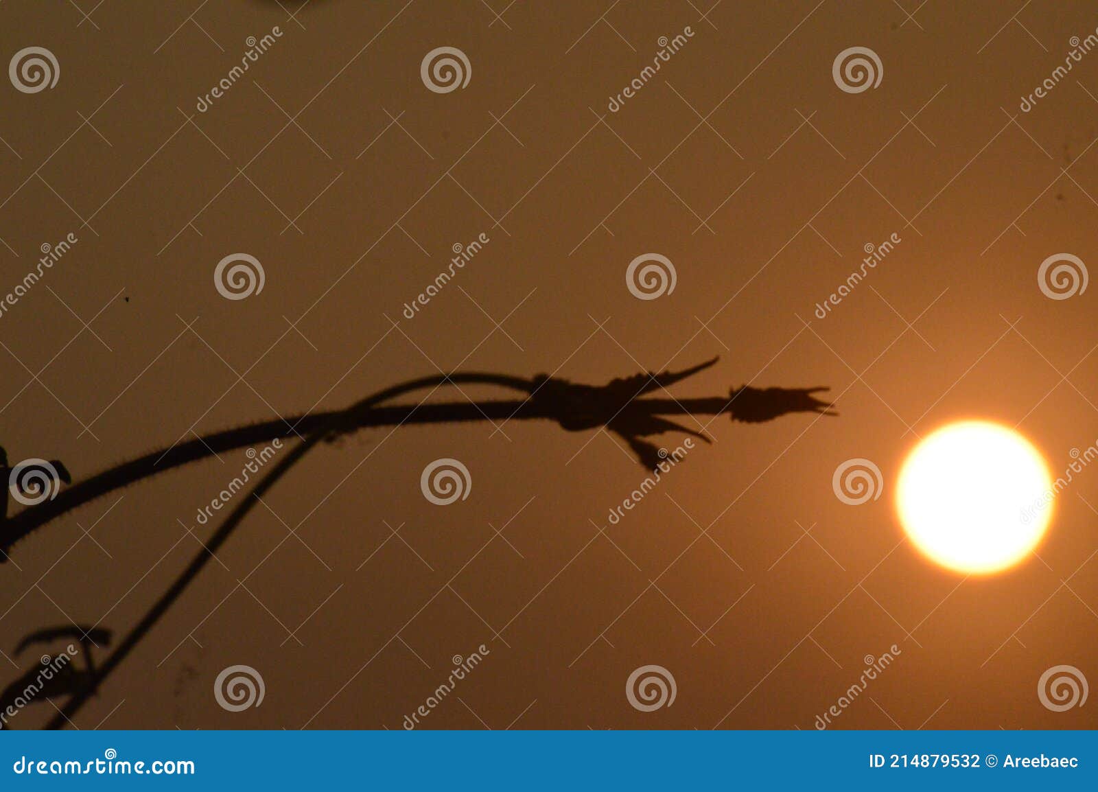 Bright Sun and the Plant Focused Stock Photo - Image of wood ...