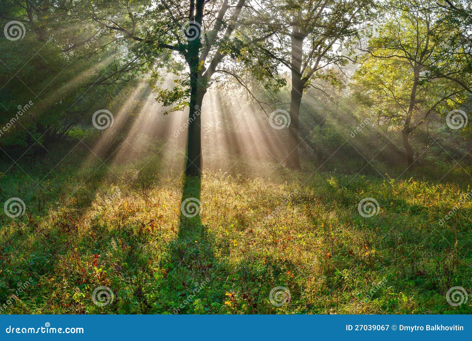 The bright sun rays stock image. Image of nature, agriculture - 27039067