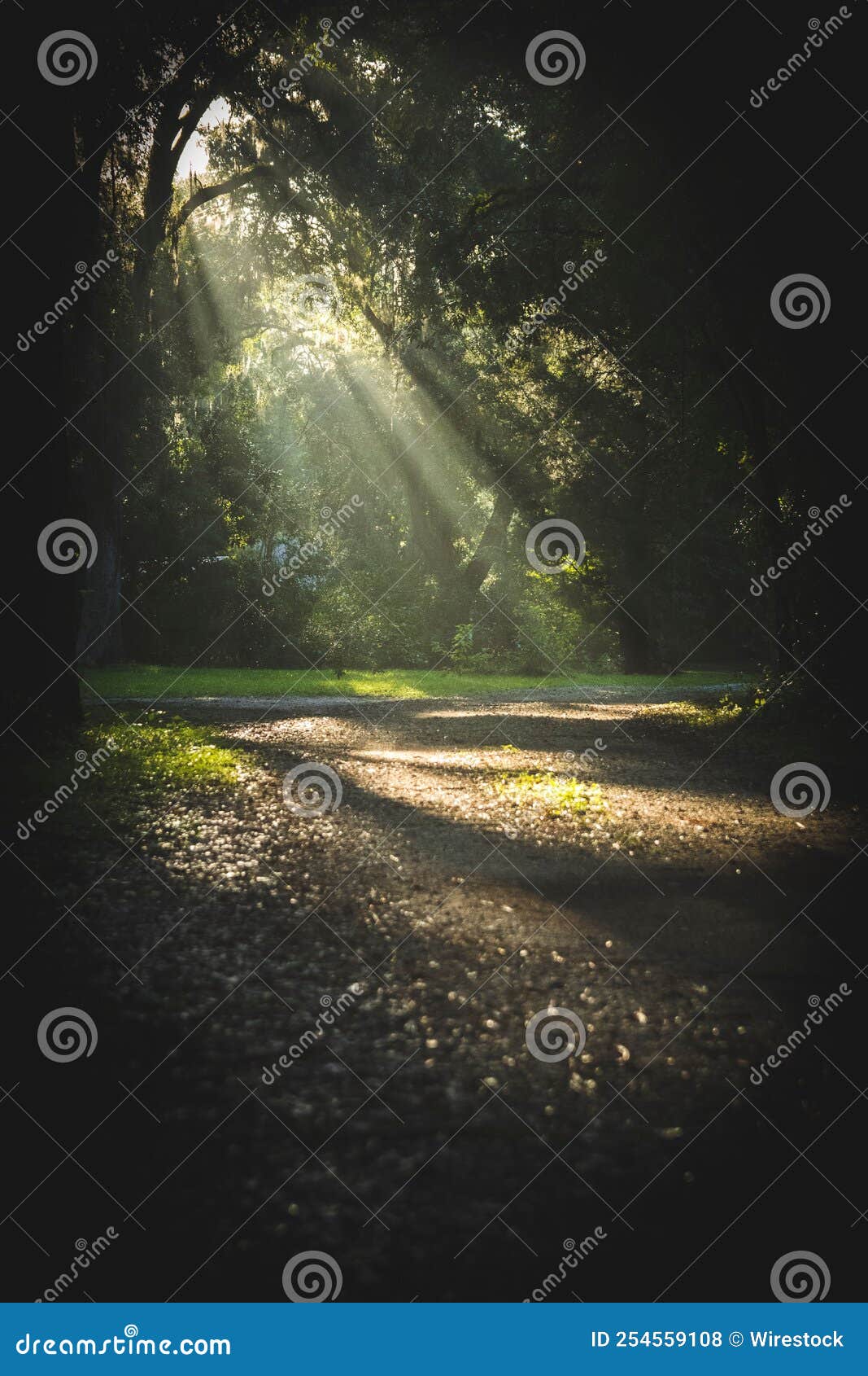 Sun Rays Falling from Heaven in the Forest Stock Photo - Image of trees ...