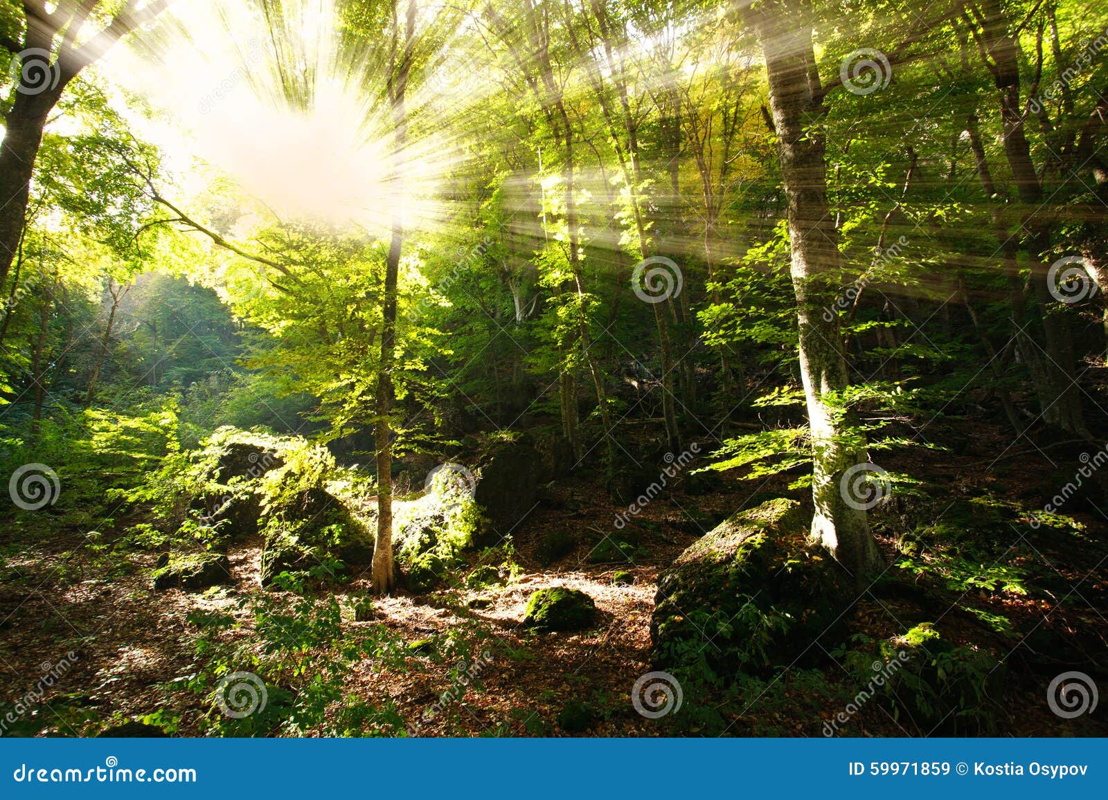 Bright Sun Rays Shining through Branches of Green Forest Stock Image ...