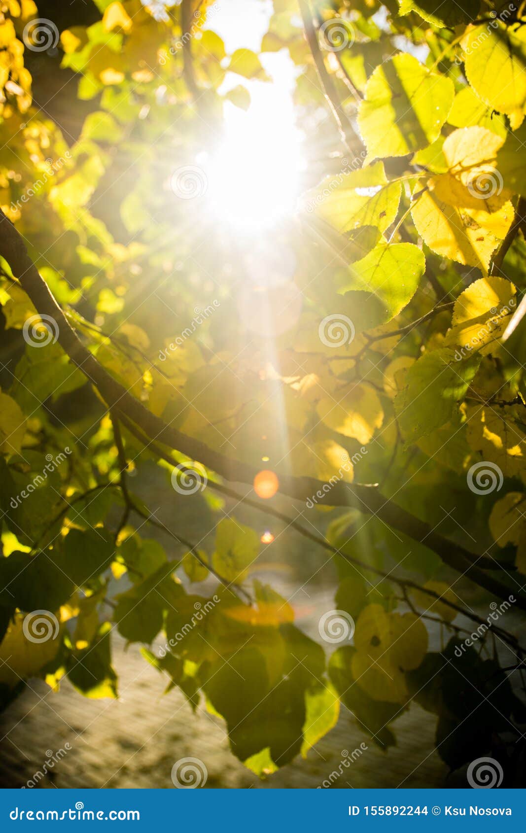 Bright Sun Rays Shining through the Tree with Colored Leaves. Autumn ...