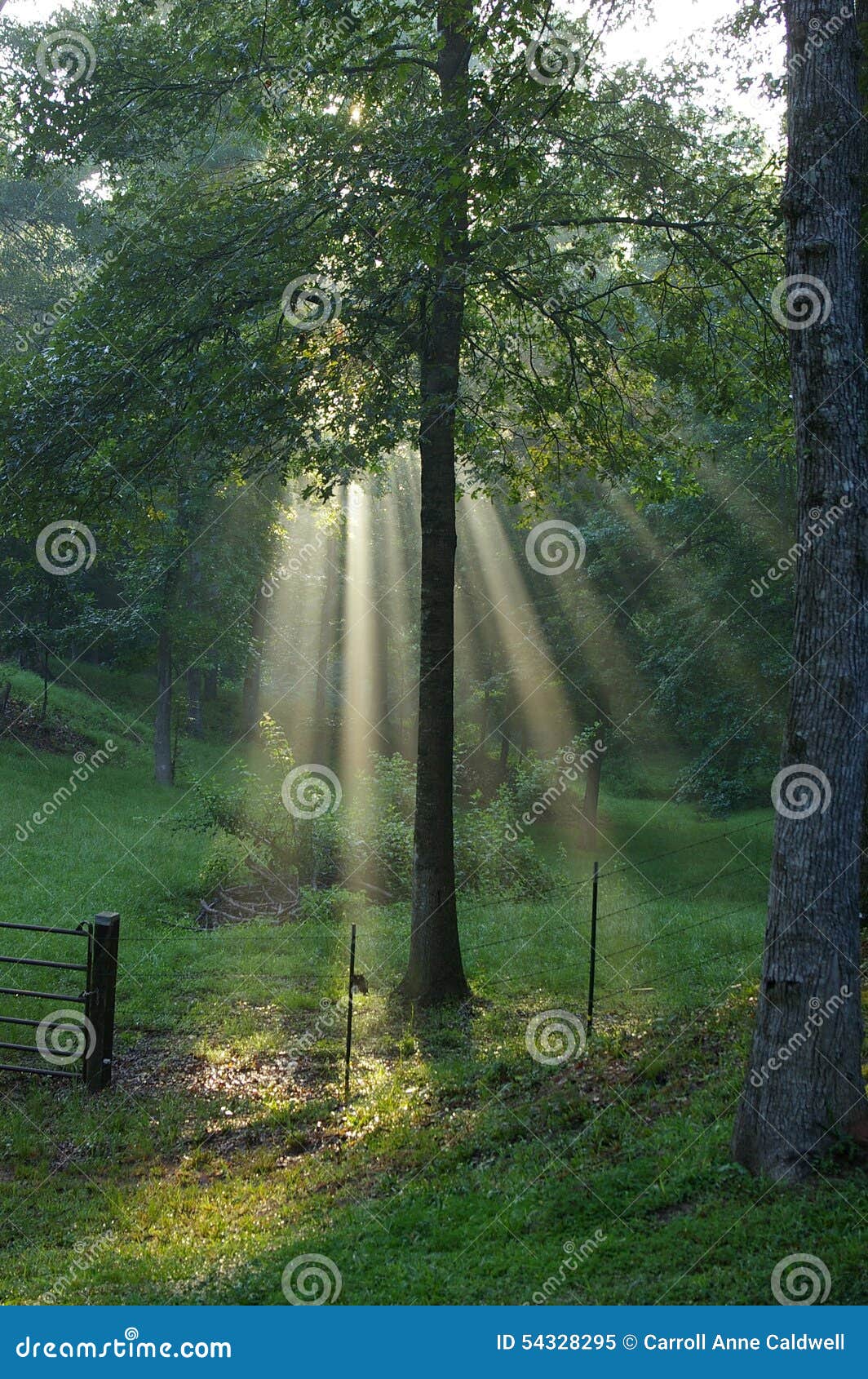 Bright sun rays stock image. Image of fence, morning - 54328295