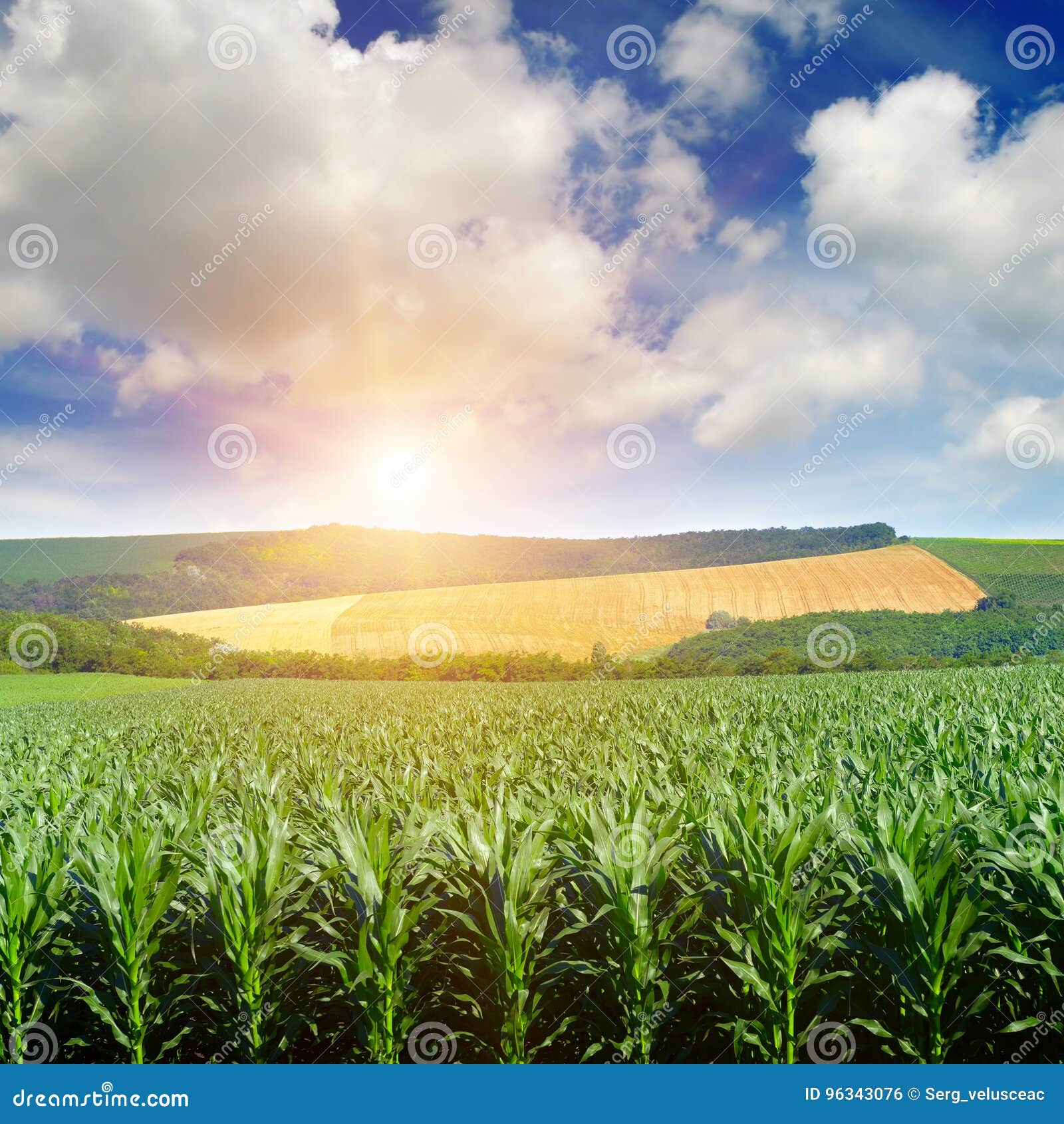 Bright Sun Rises Over Field of Corn. Stock Photo - Image of herb, land ...