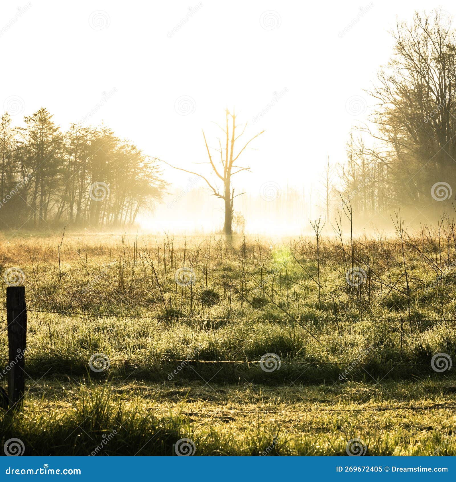 Bright Sun Rising Behind Bare Tree Stock Image - Image of mammoth ...