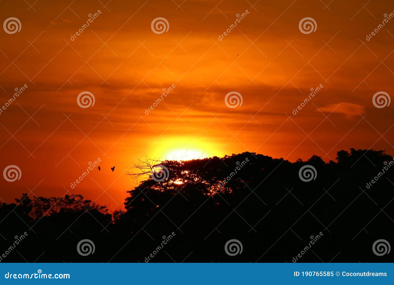 The Bright Sun Rising Up Behind Treetop with a Pair of Flying Bird ...