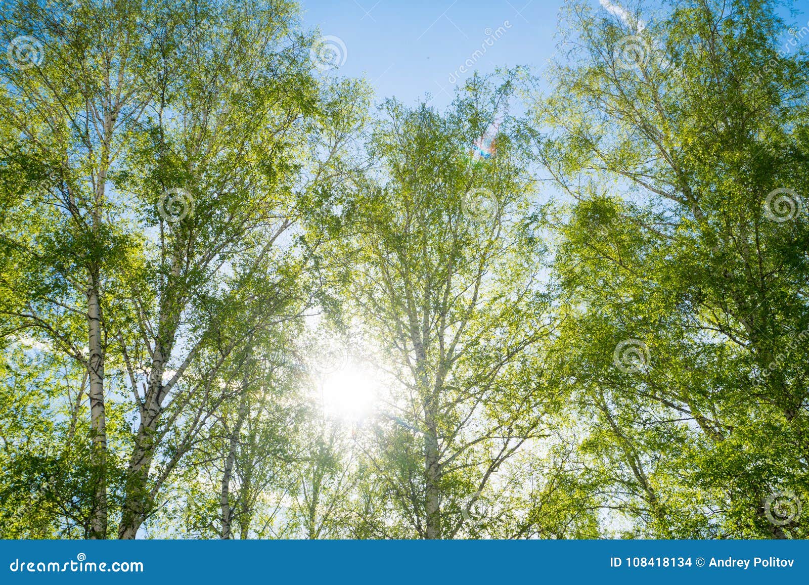Bright Sun Shine through Spring Foliage Stock Photo - Image of glare ...