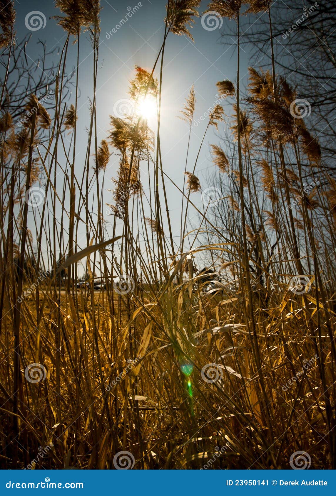 Bright Sun Shines through Tall Weeds. Stock Image - Image of grasses ...