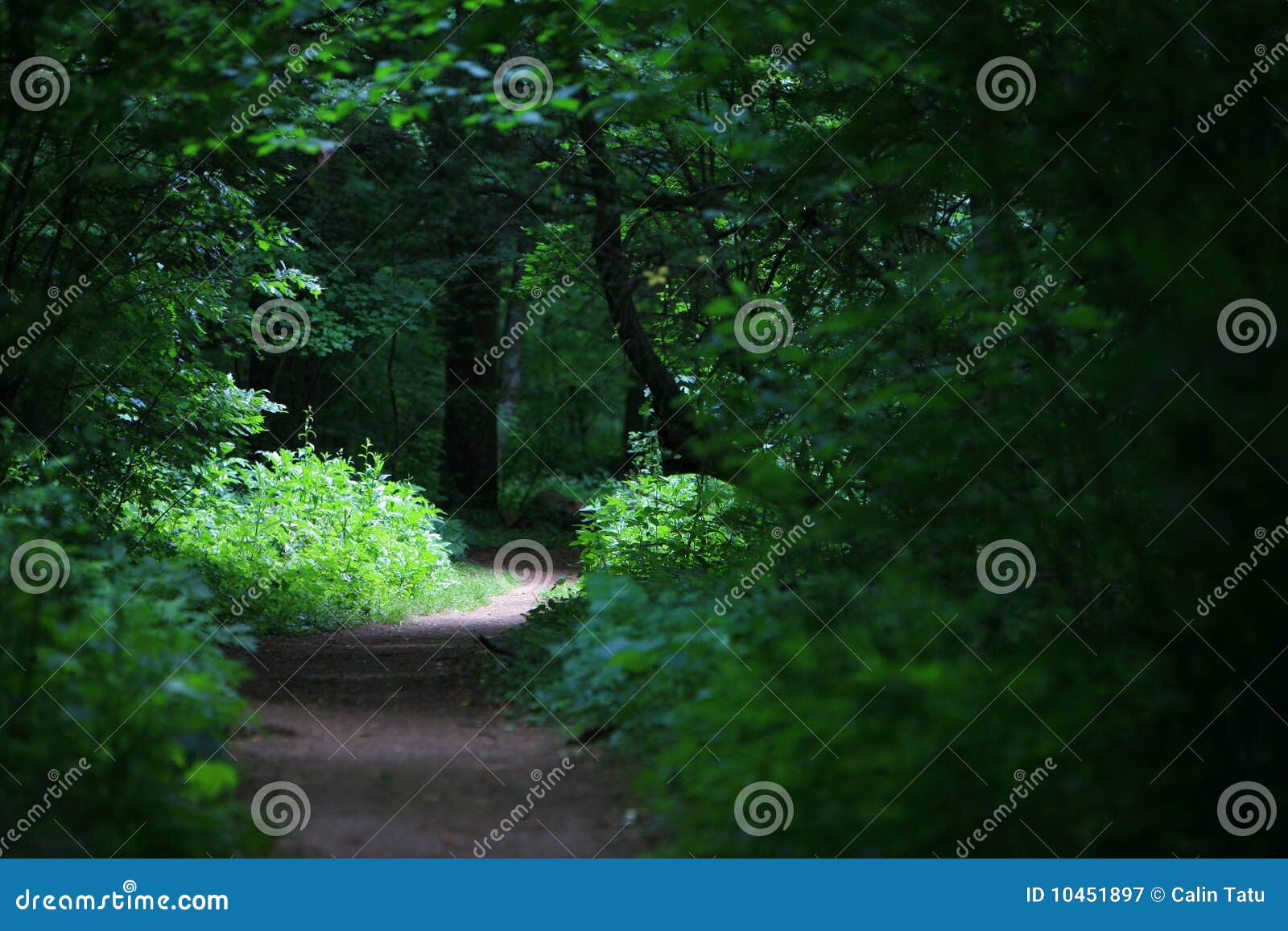 Bright Sun Shining on Path in the Forest Stock Image - Image of shine ...